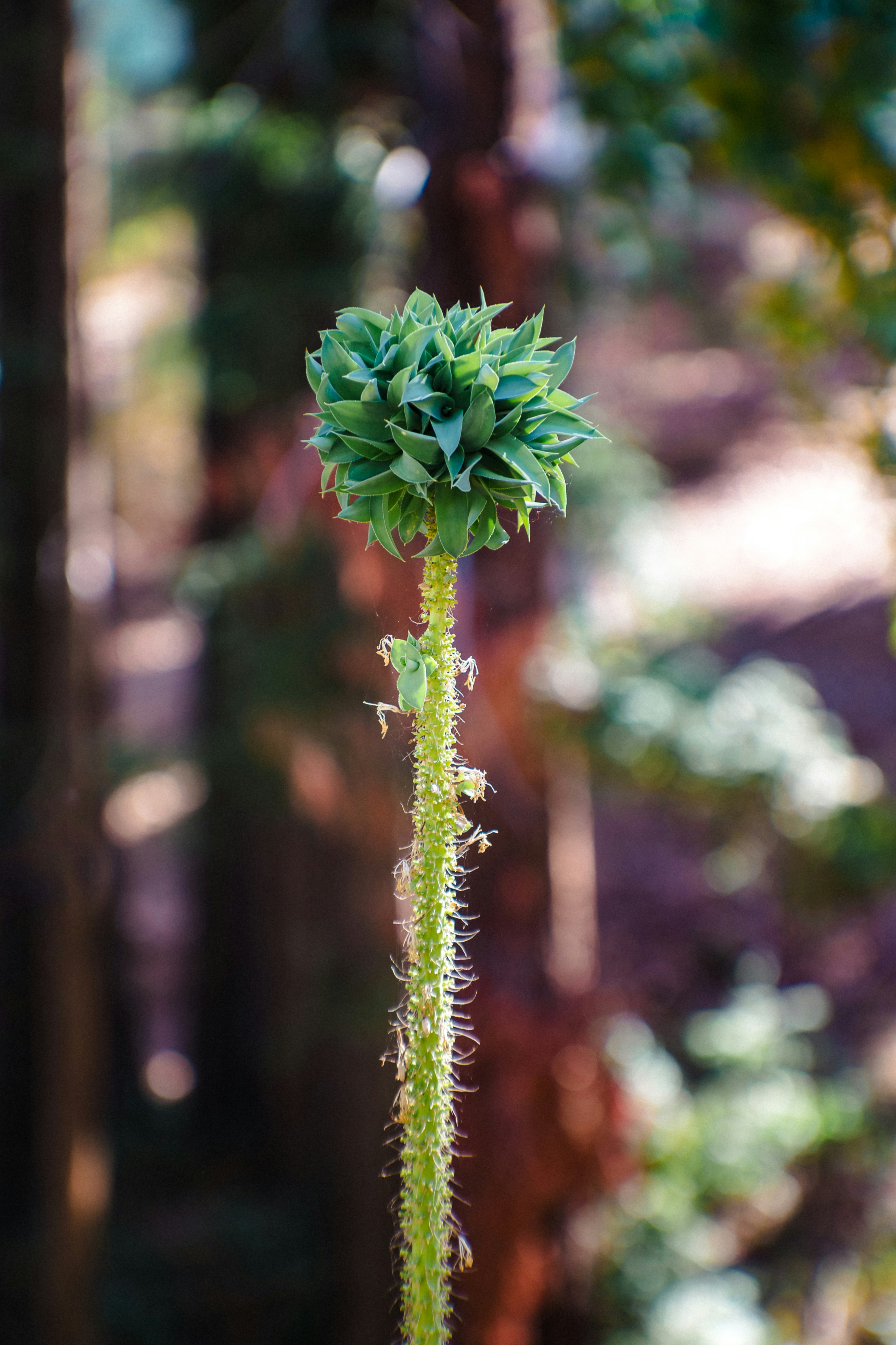 Topiary Burst: A Green Globe Rising from a Velvet Trunk