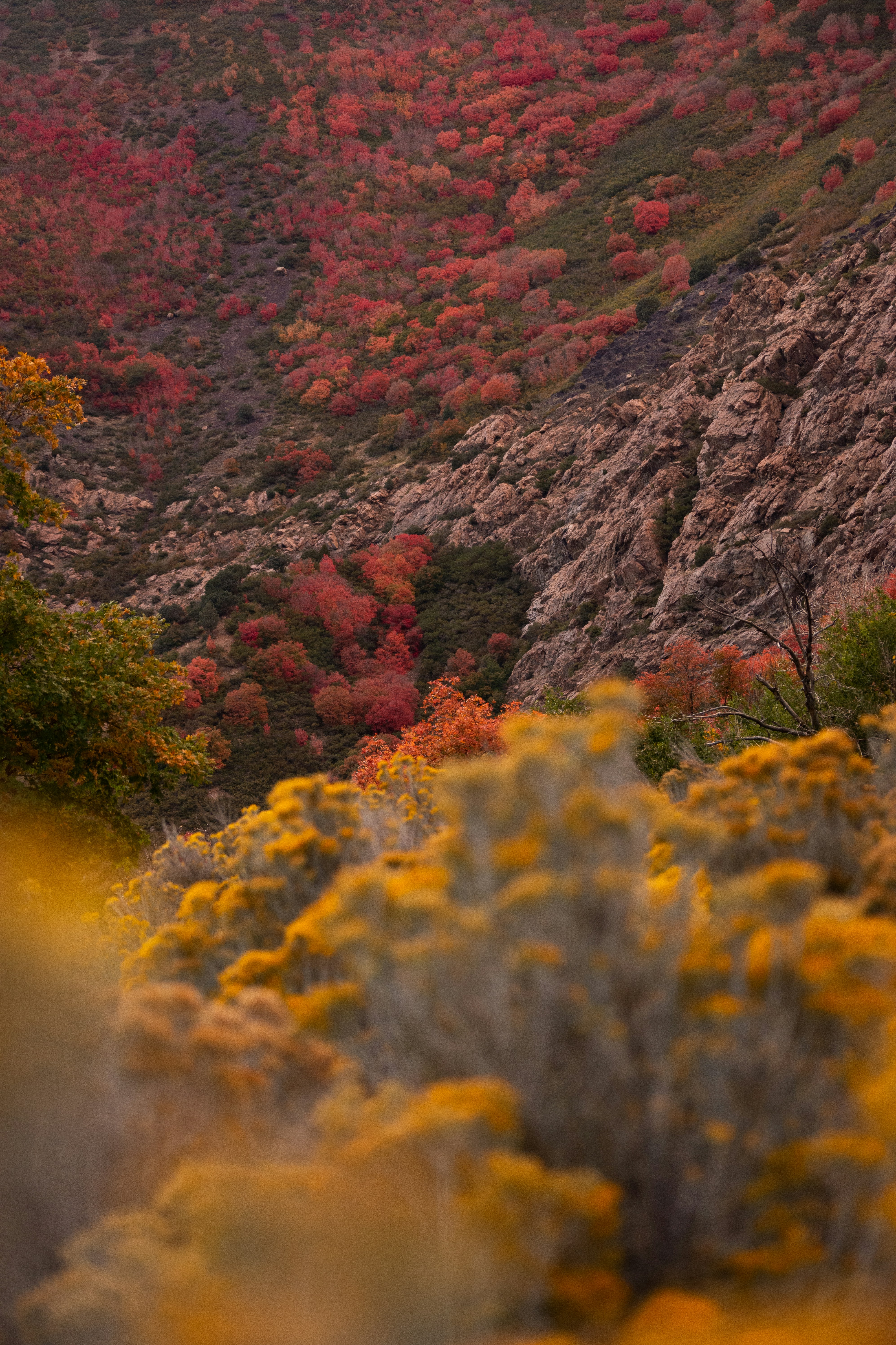 Crimson Canopy Over Rugged Granite in Autumn