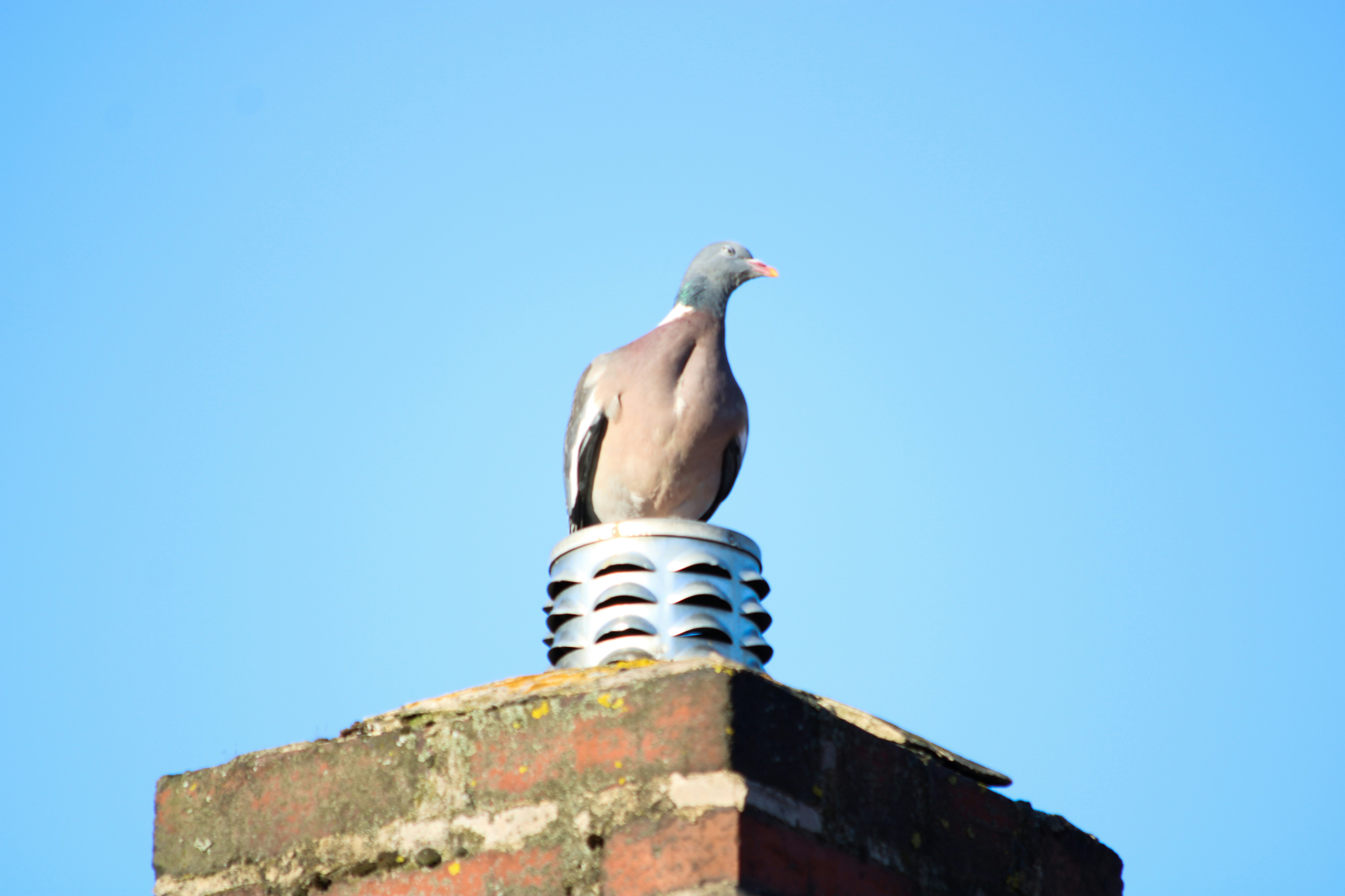 Cobalt Sky Sentinel: Pigeon on a Brick Chimney Cap