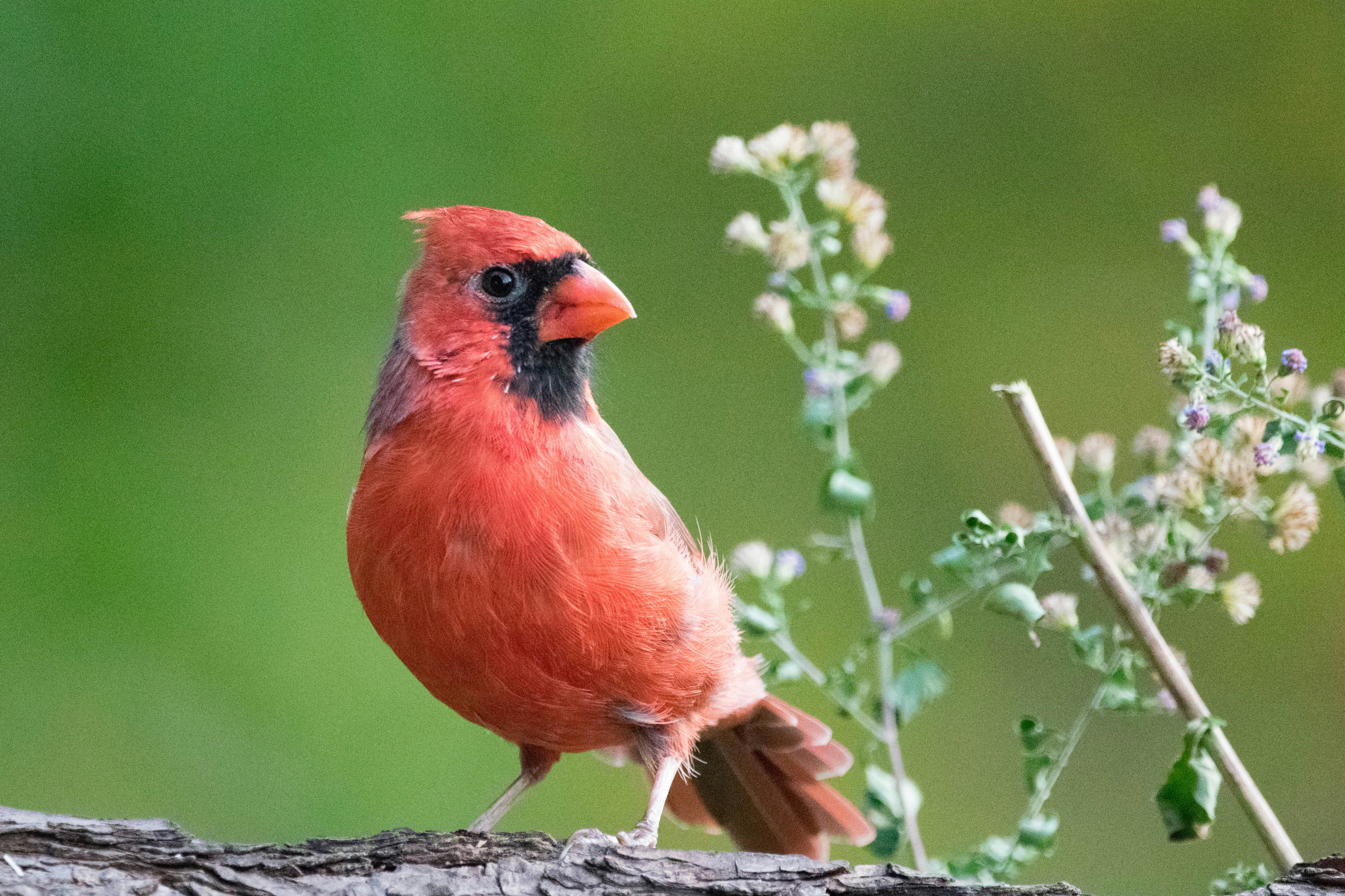 A red bird sitting on top of a tree branch photo – Free Brunswick Image ...