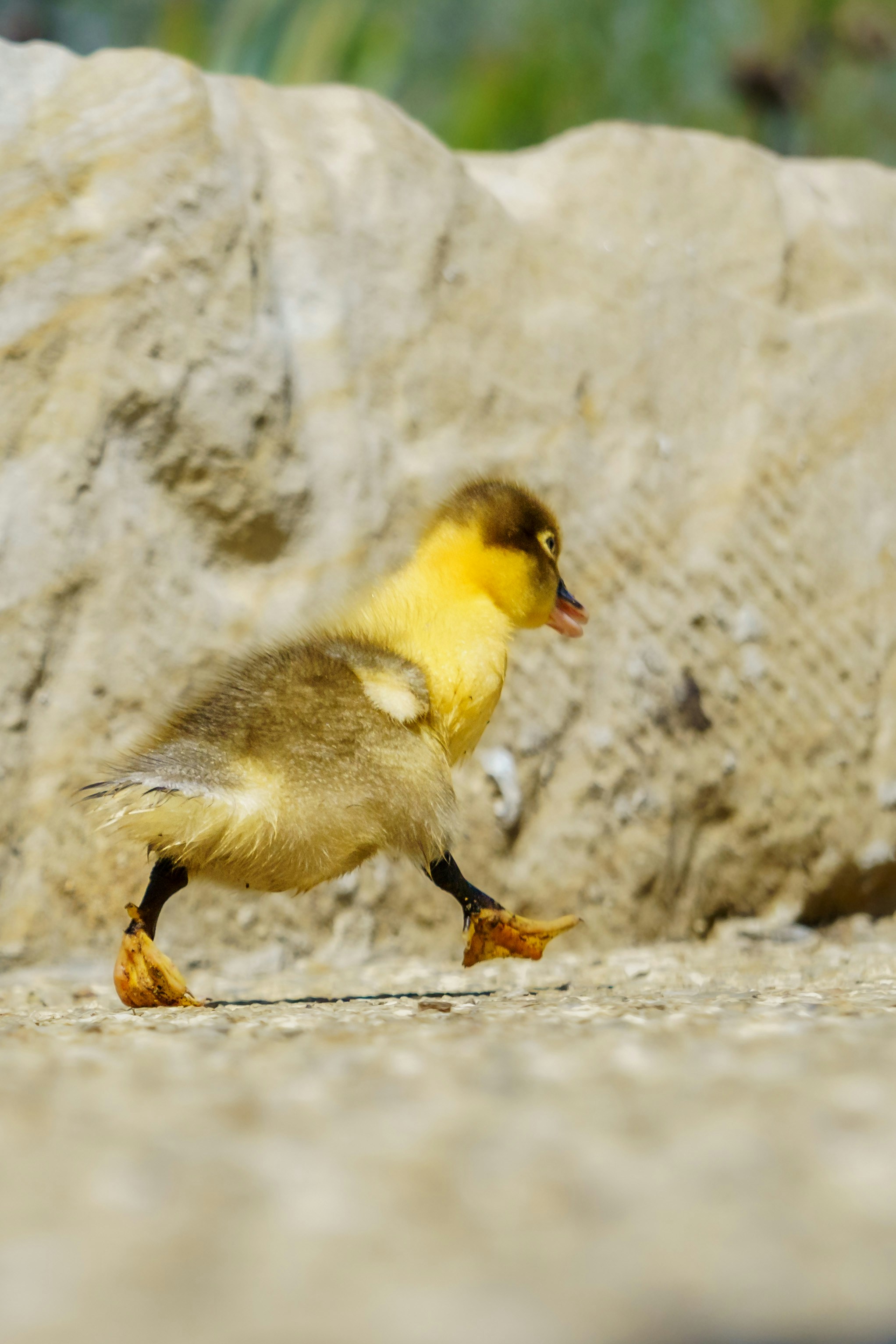 A duckling walking on the ground in front of a rock wall photo – Free ...