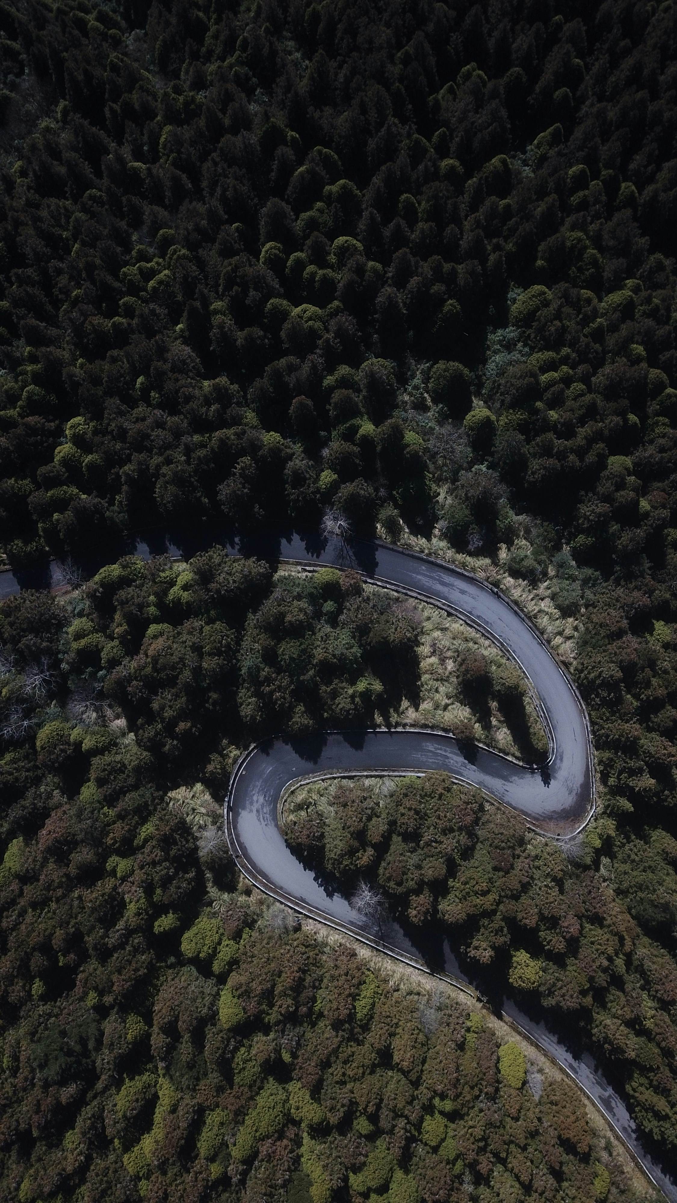 Une route sinueuse au milieu d’une forêt photo – Photo Végétation ...