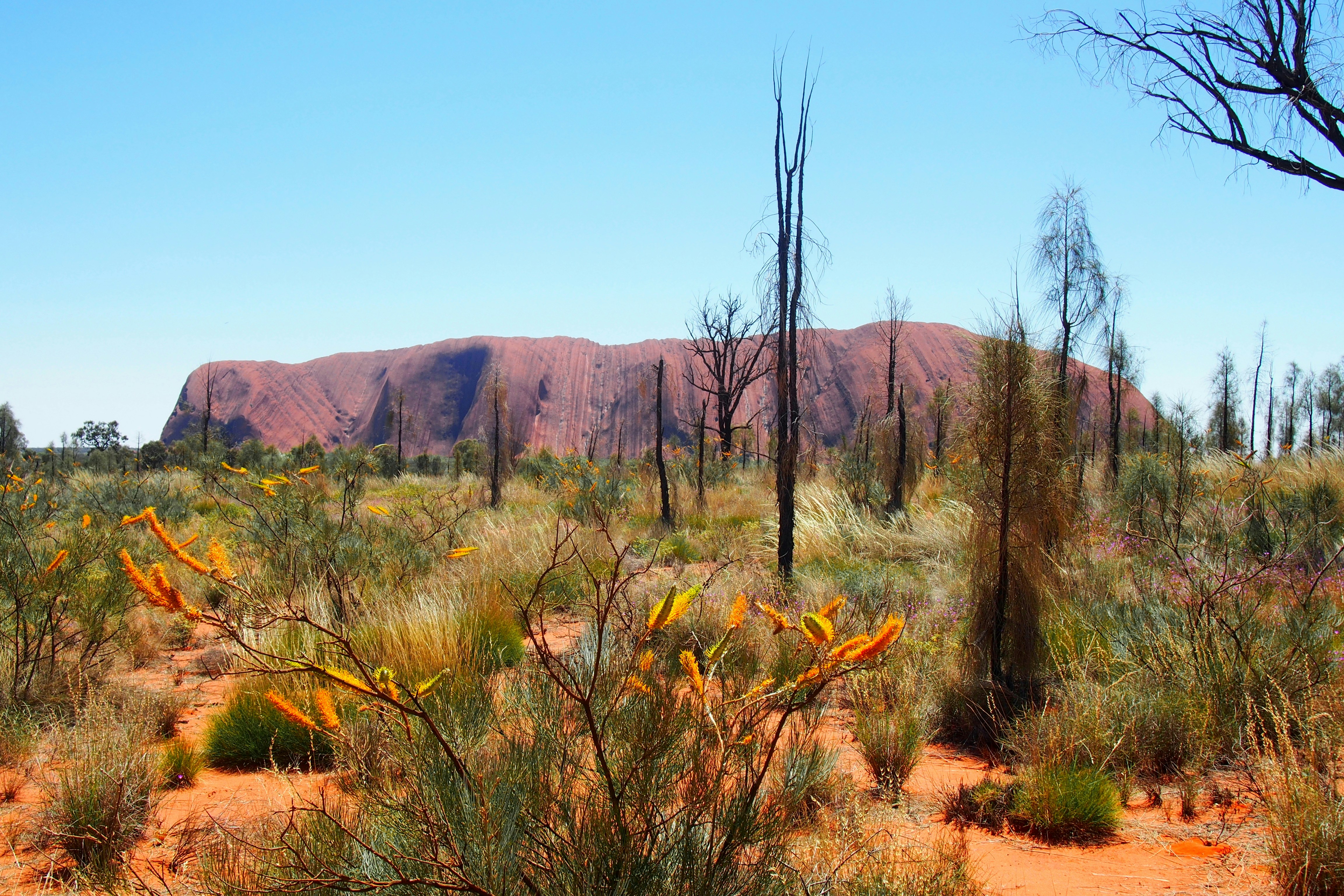 Australia Desert Pictures | Download Free Images on Unsplash