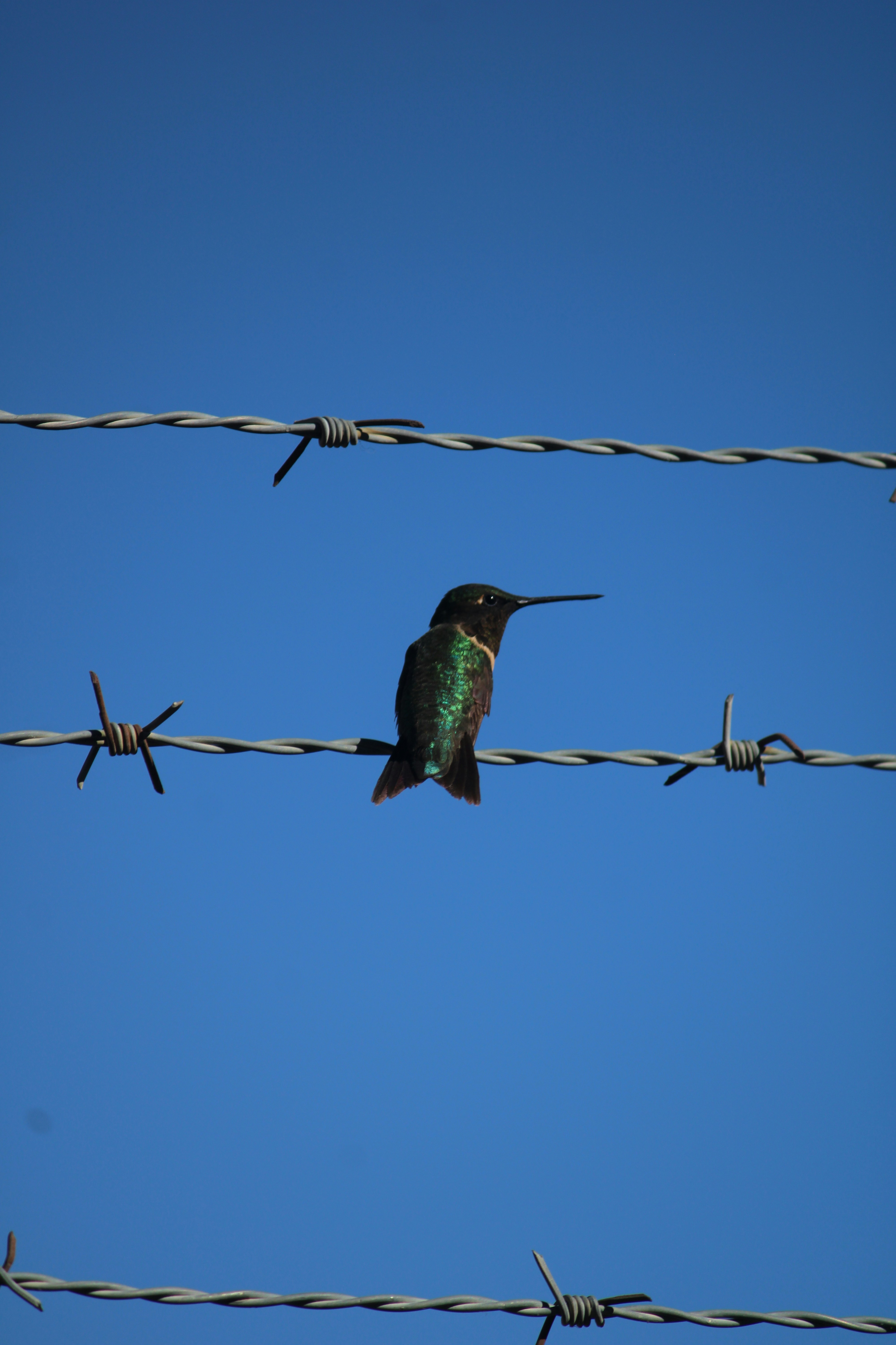 Hummingbird on a Barbed Wire: Azure Sky, Close-Up of a Tiny Photon Hunter
