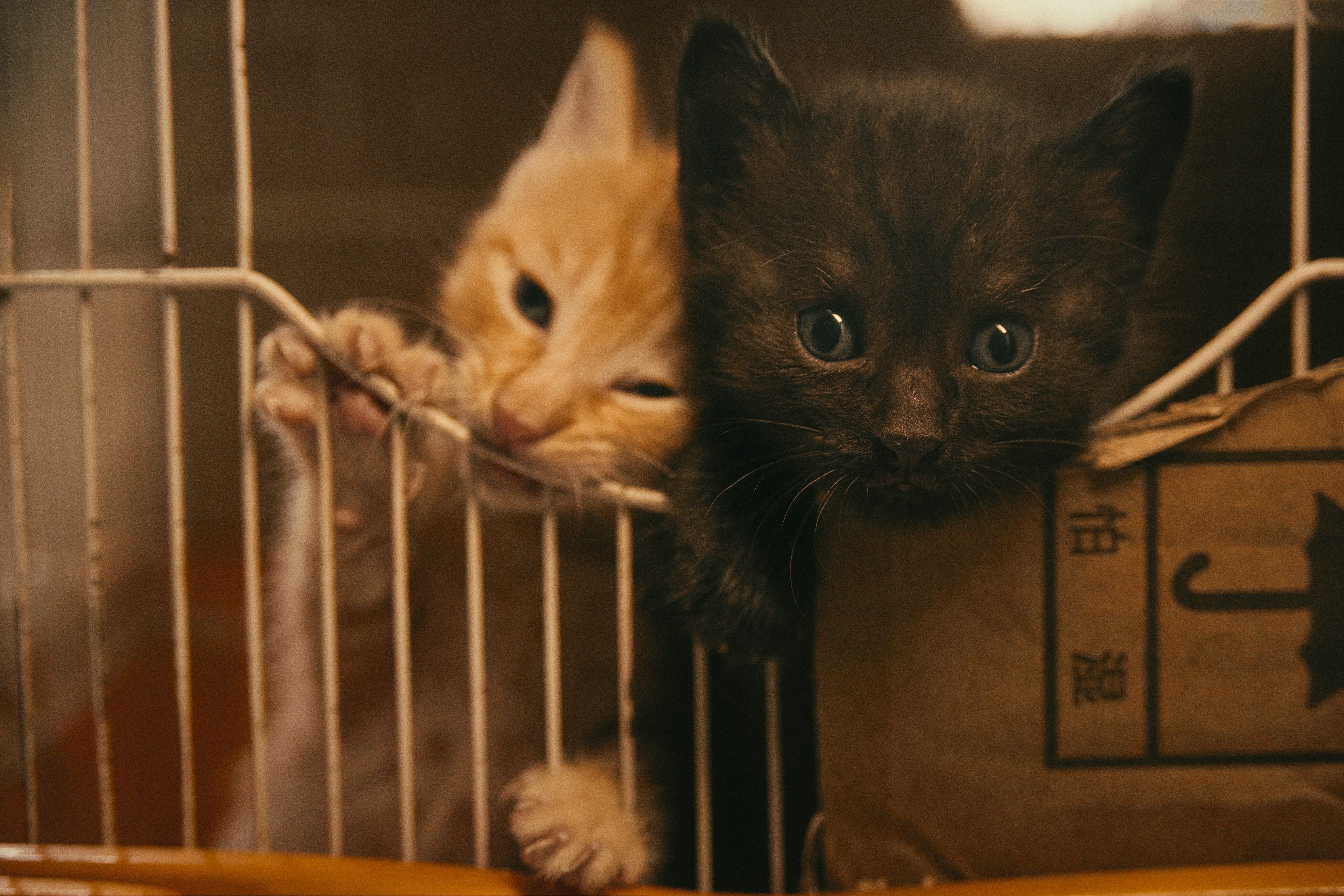 Curious Duet: Black and Orange Kittens Peering from a Cage