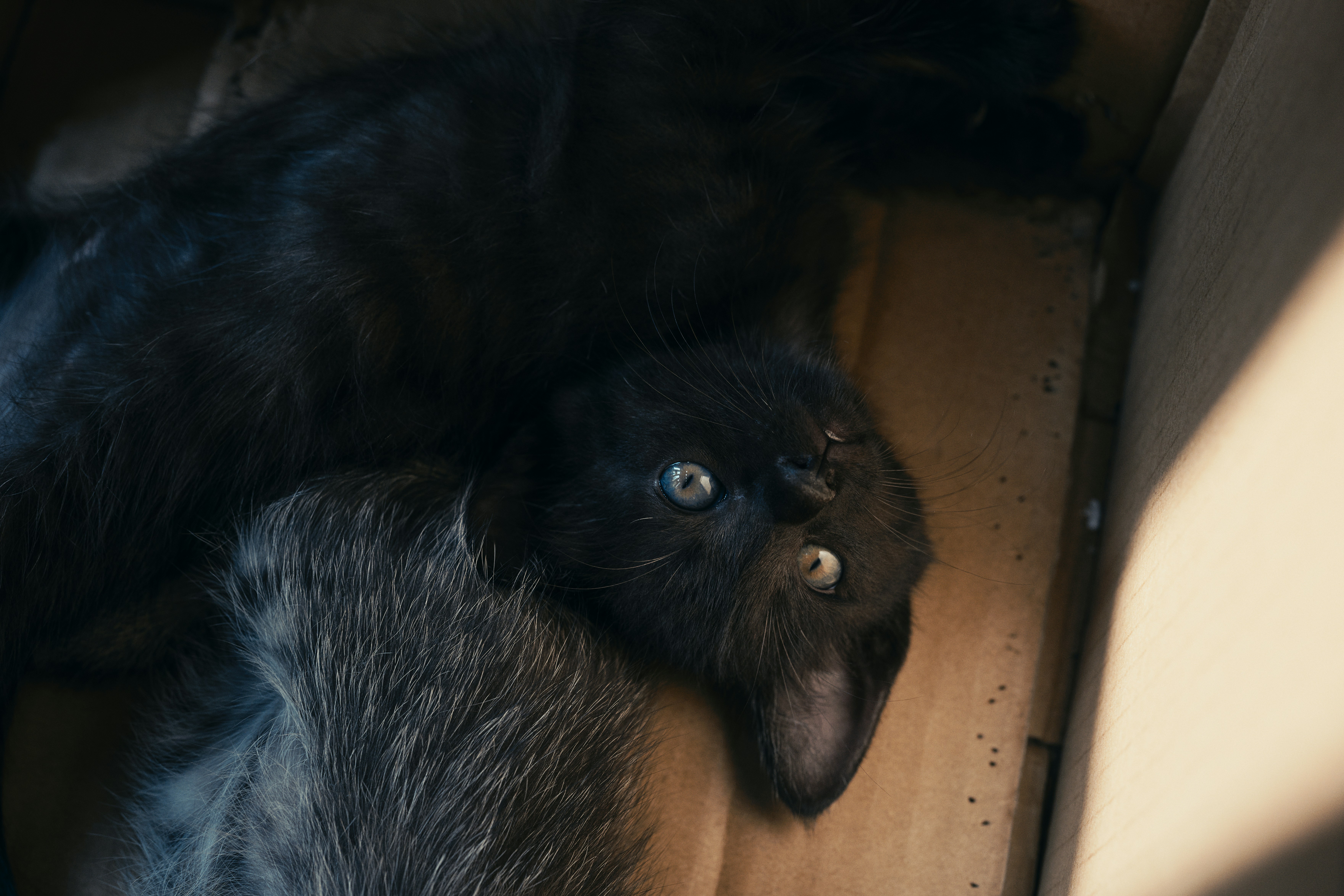 Blue-Eyed Black Cat Reposing in a Cardboard Box