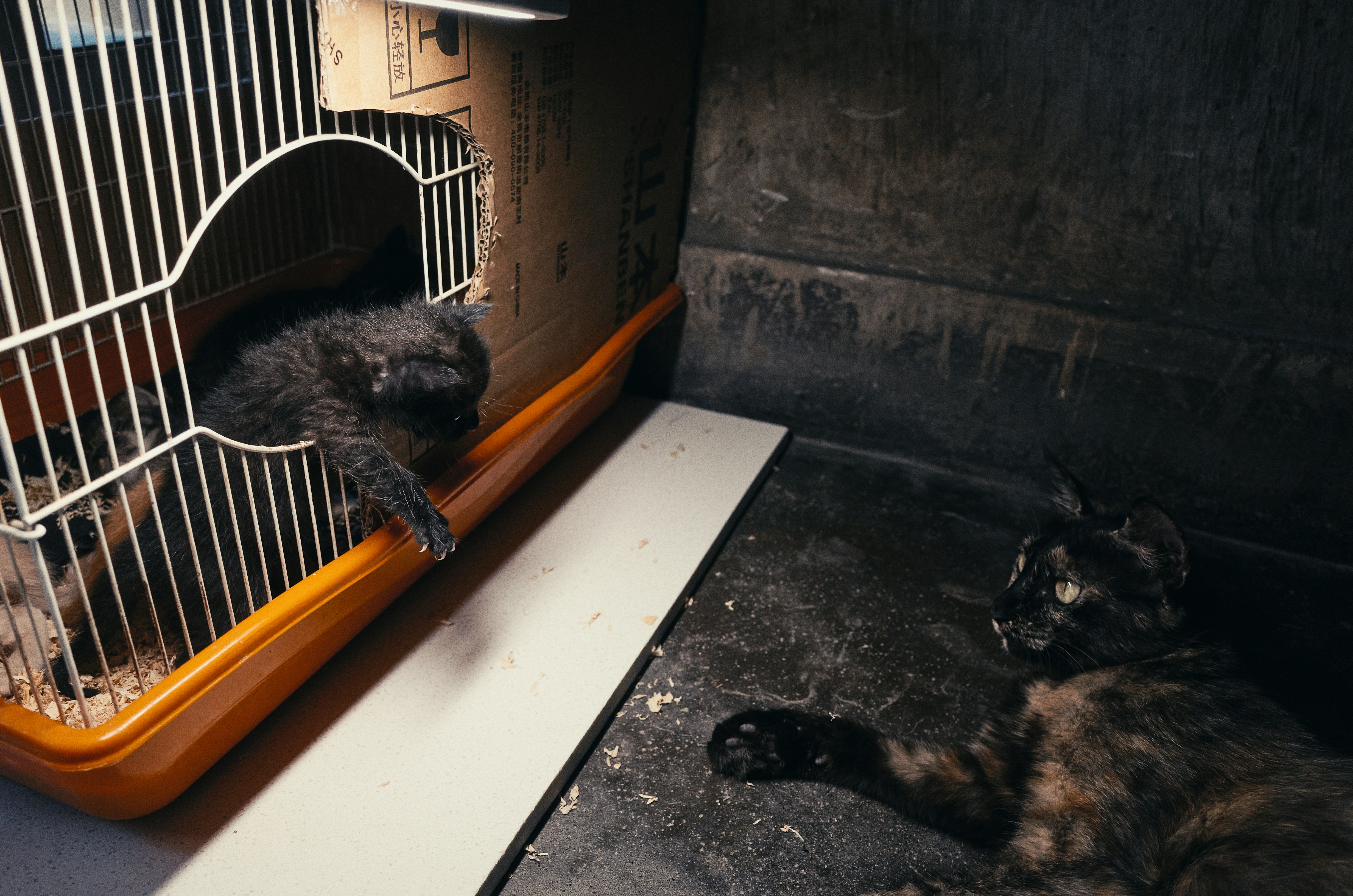 Whisker Outreach Across Bars: A Shelter Moment