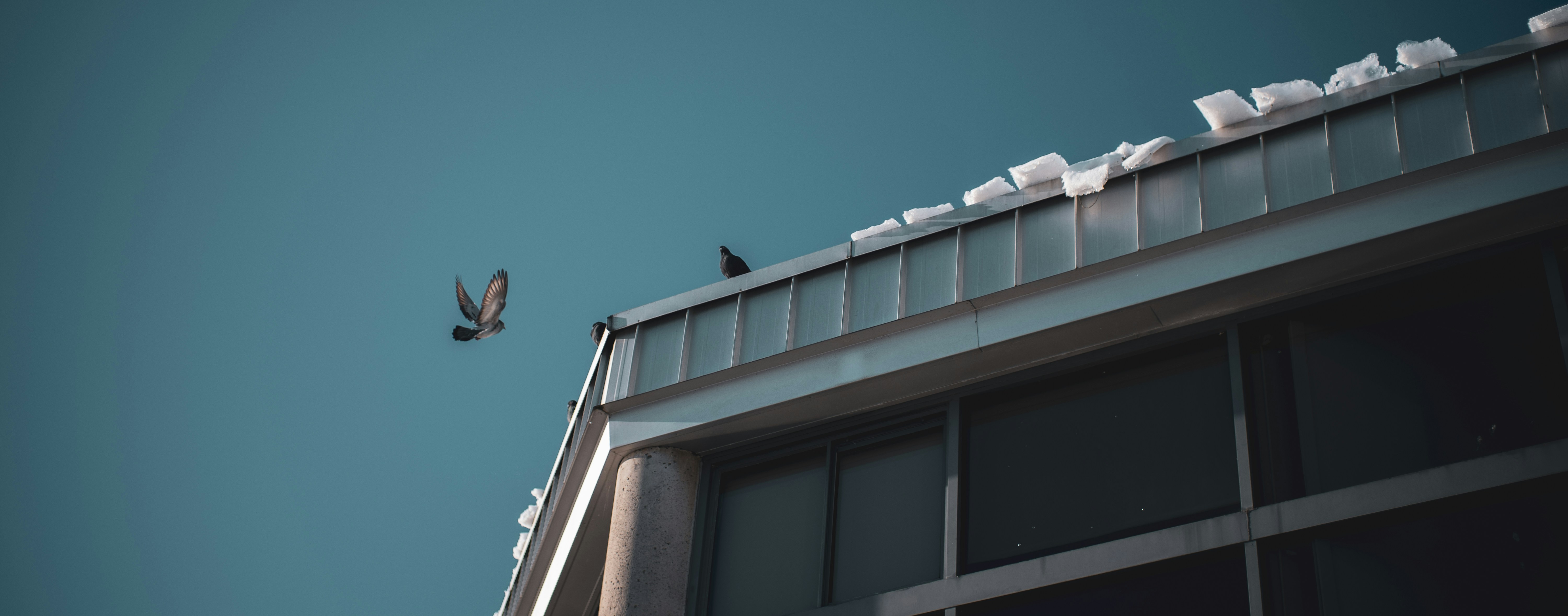 Flight at the Edge: A lone bird skims a glass-framed rooftop against a cobalt sky