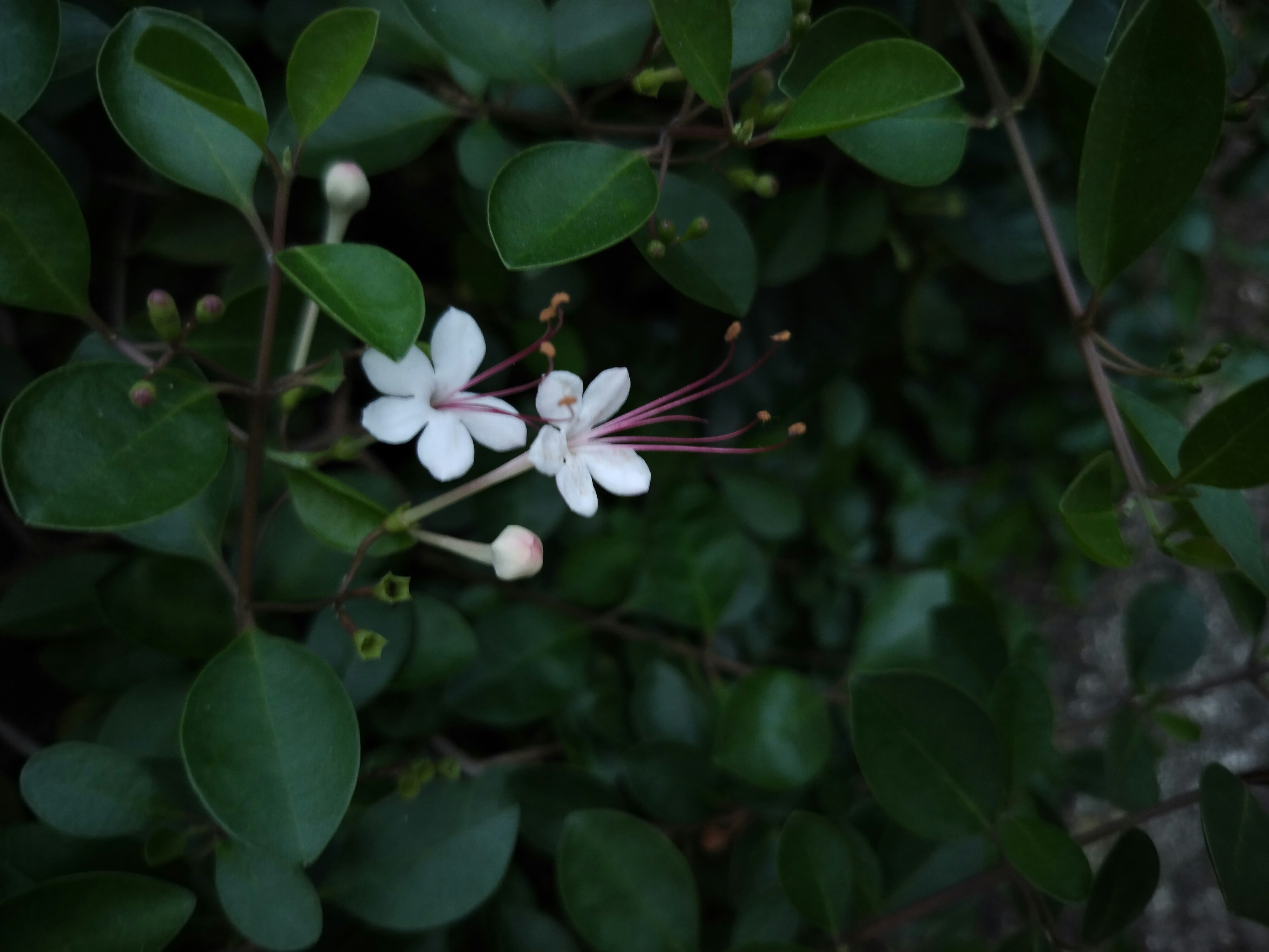 Close-up of small white five-petaled flowers with long pink stamens against glossy dark-green leaves.