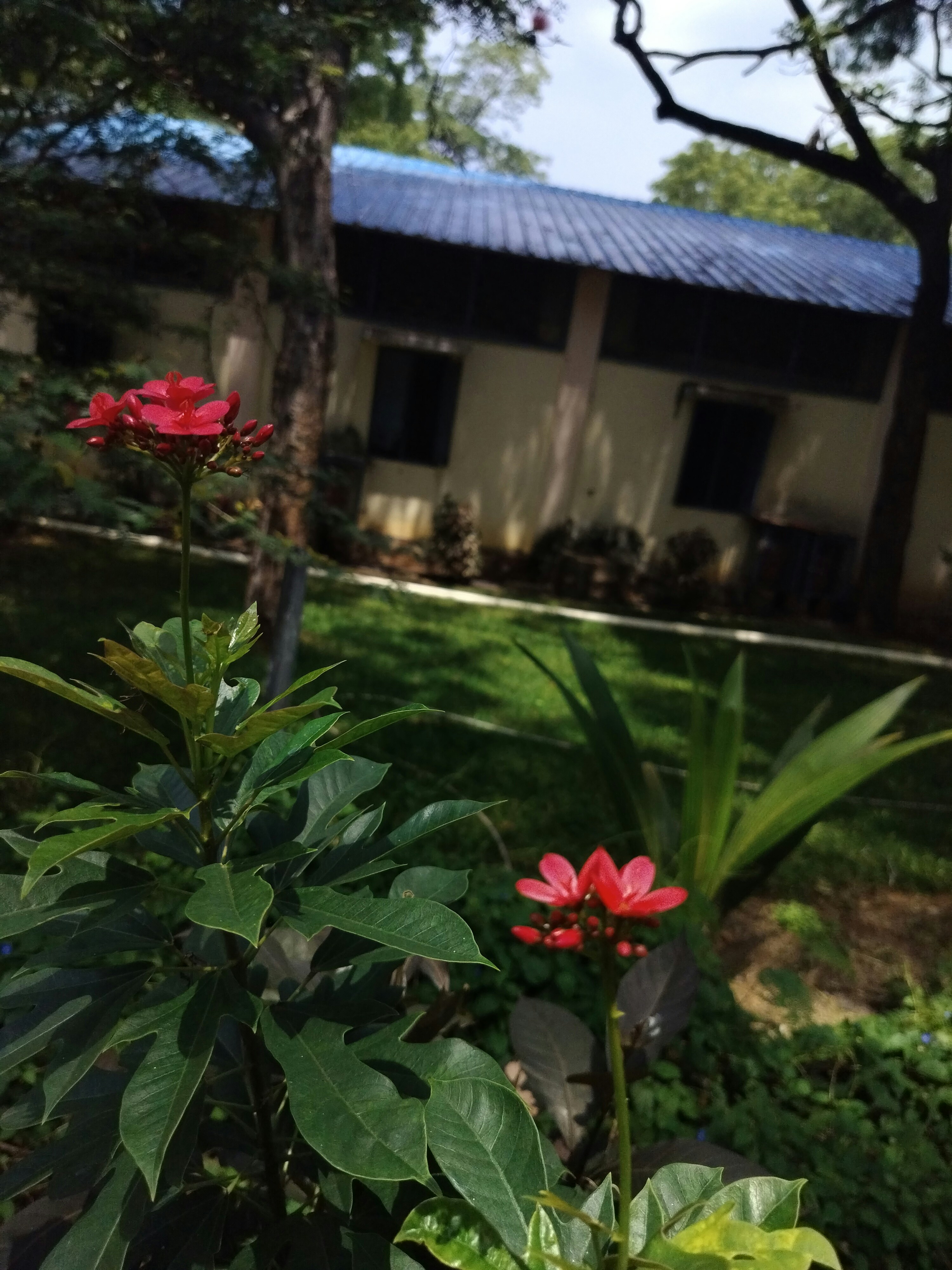 Close-up of vibrant red zinnia blooms in a sunlit garden foreground, with a shaded, tile-roofed building and surrounding greenery in the background.