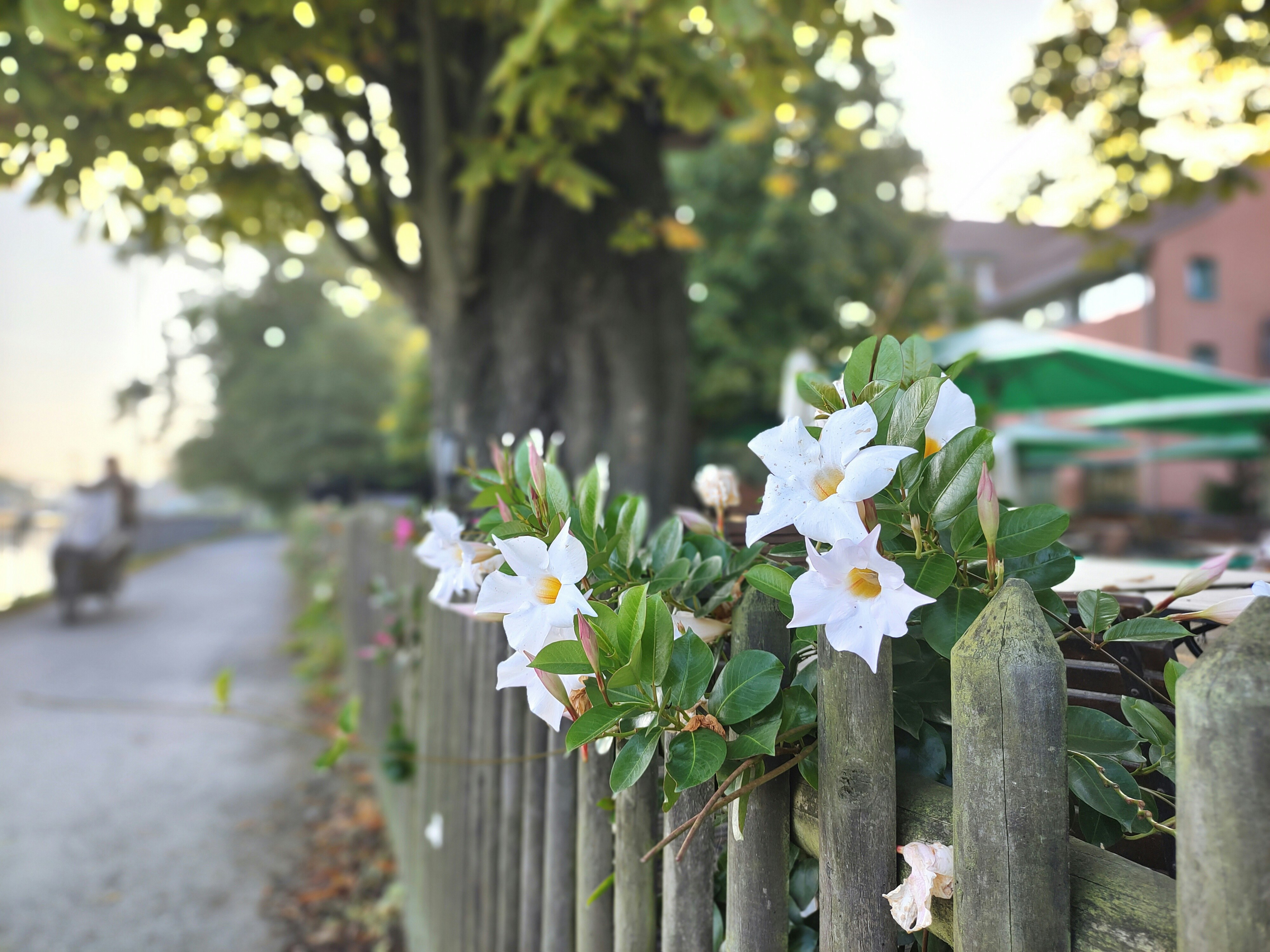 Photograph of white blossoms clinging to a wooden fence beside a quiet street, with a softly blurred background.