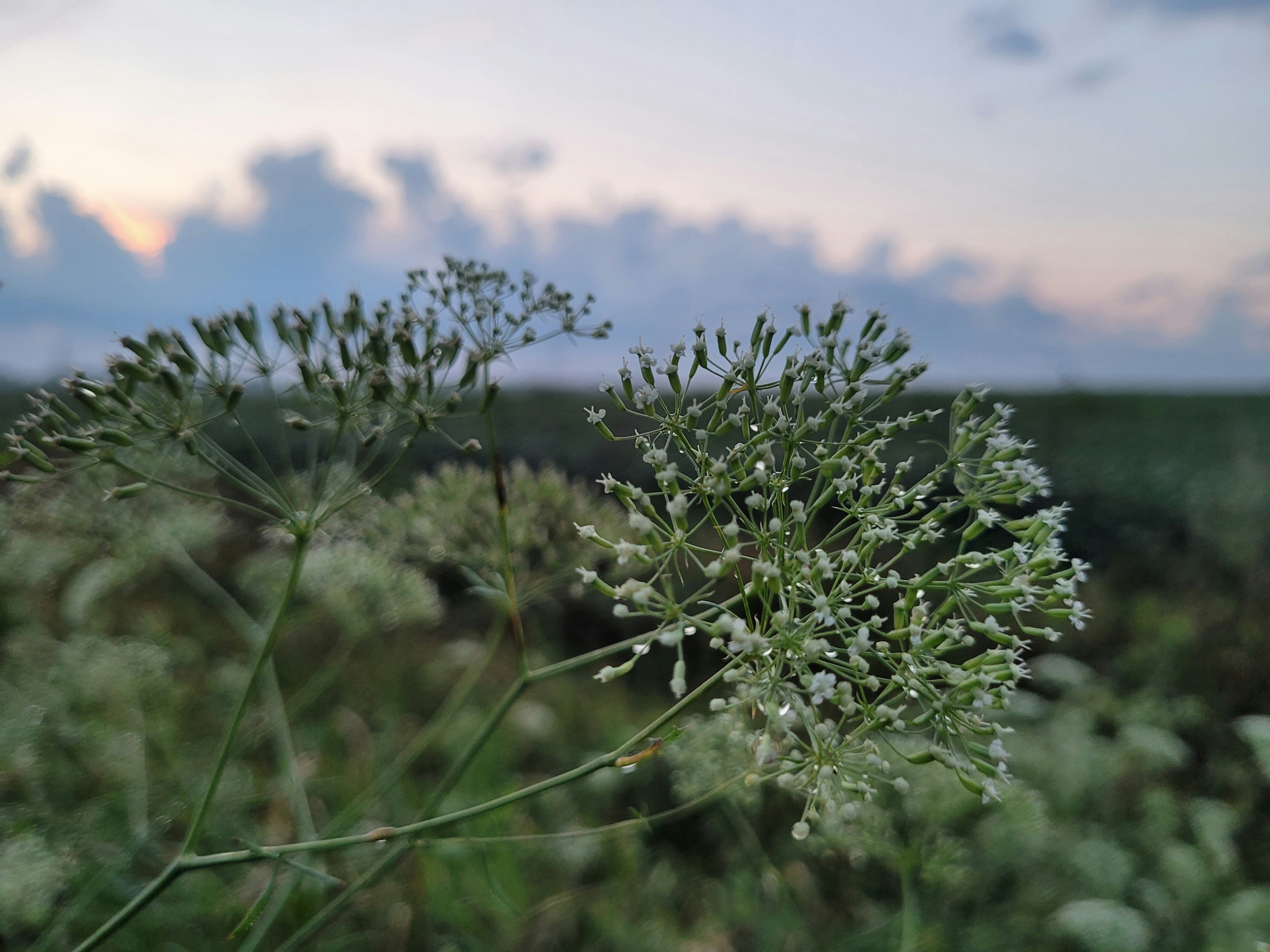 Dusk-Dew Dill: A Close-Up Against the Quiet Horizon
