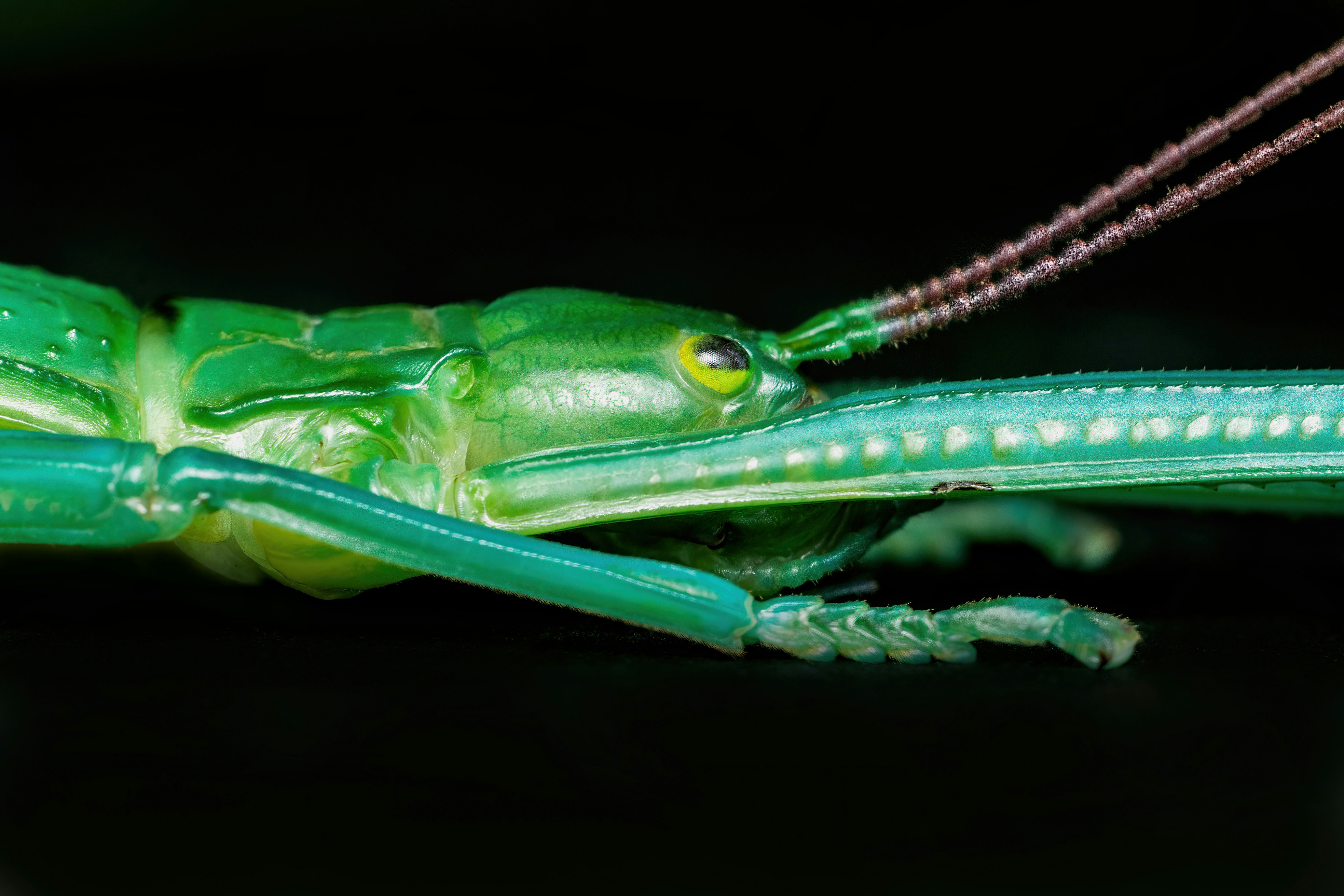 Emerald Gaze: Macro Portrait of a Green Praying Mantis