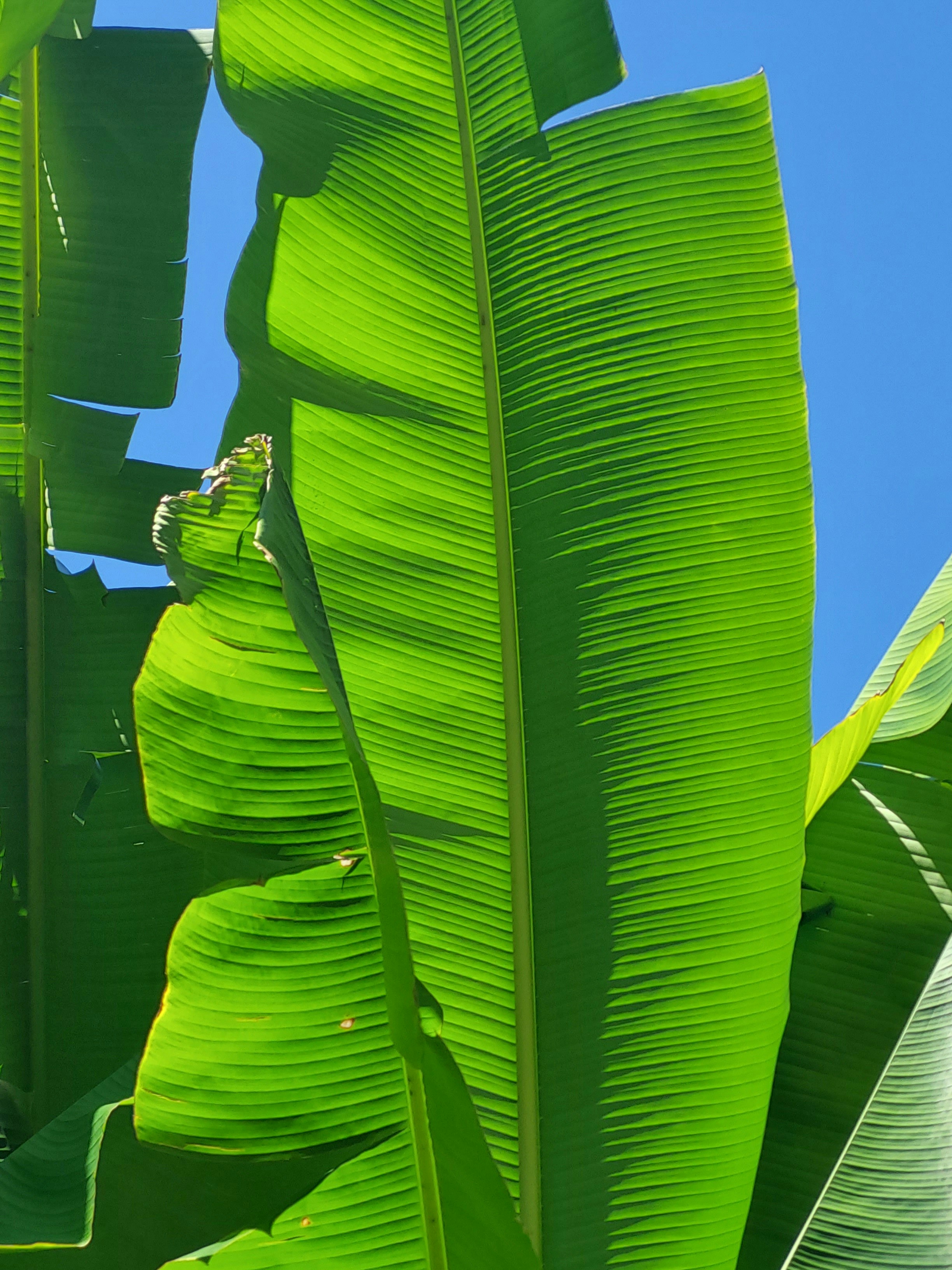 Close-up of vibrant green banana leaves with a clear blue sky in the background, highlighting leaf textures and veins. Photograph.