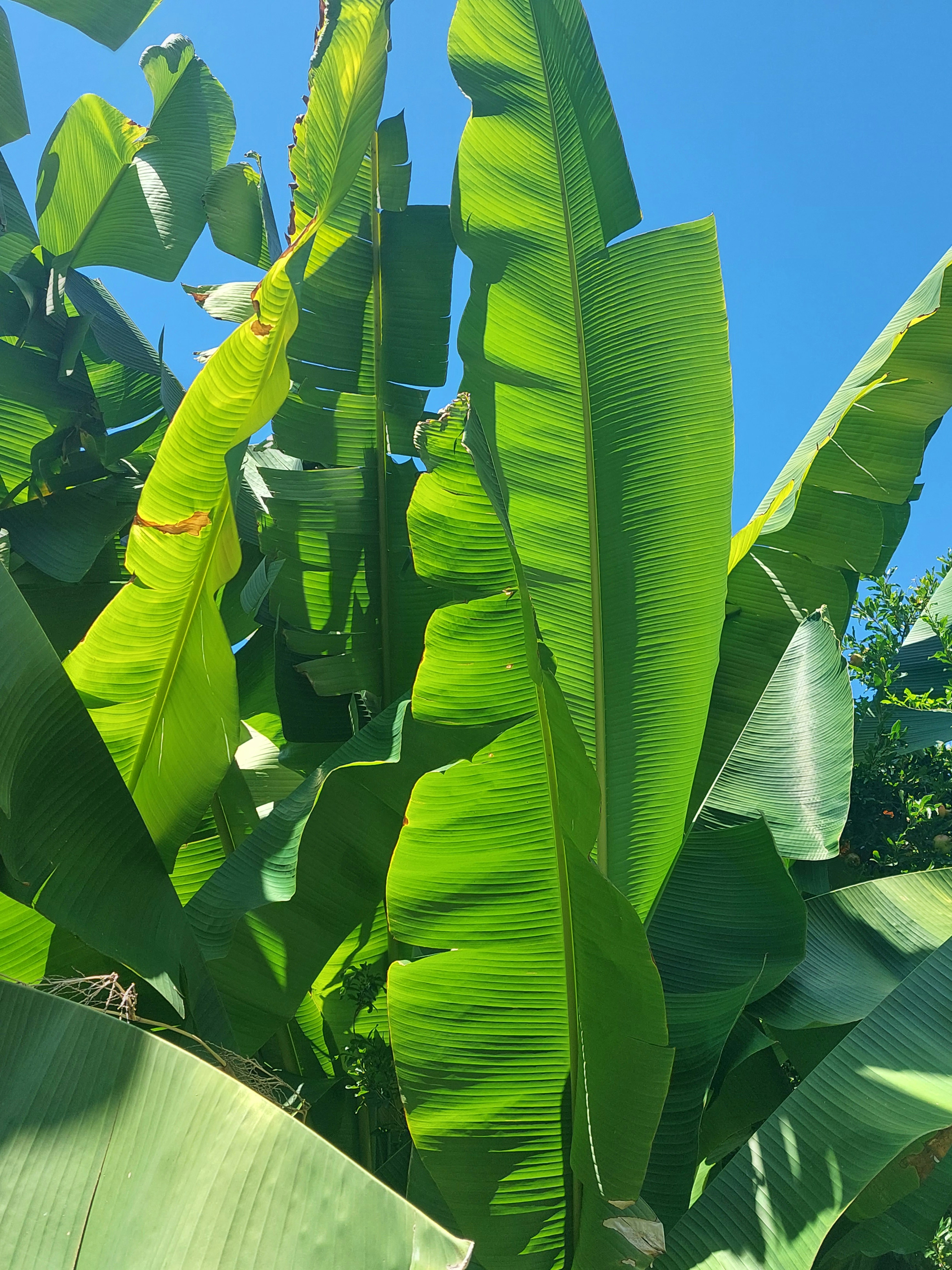 Dense banana fronds fill the frame, illuminated by bright sunlight. The azure sky creates a crisp backdrop highlighting vibrant greens.