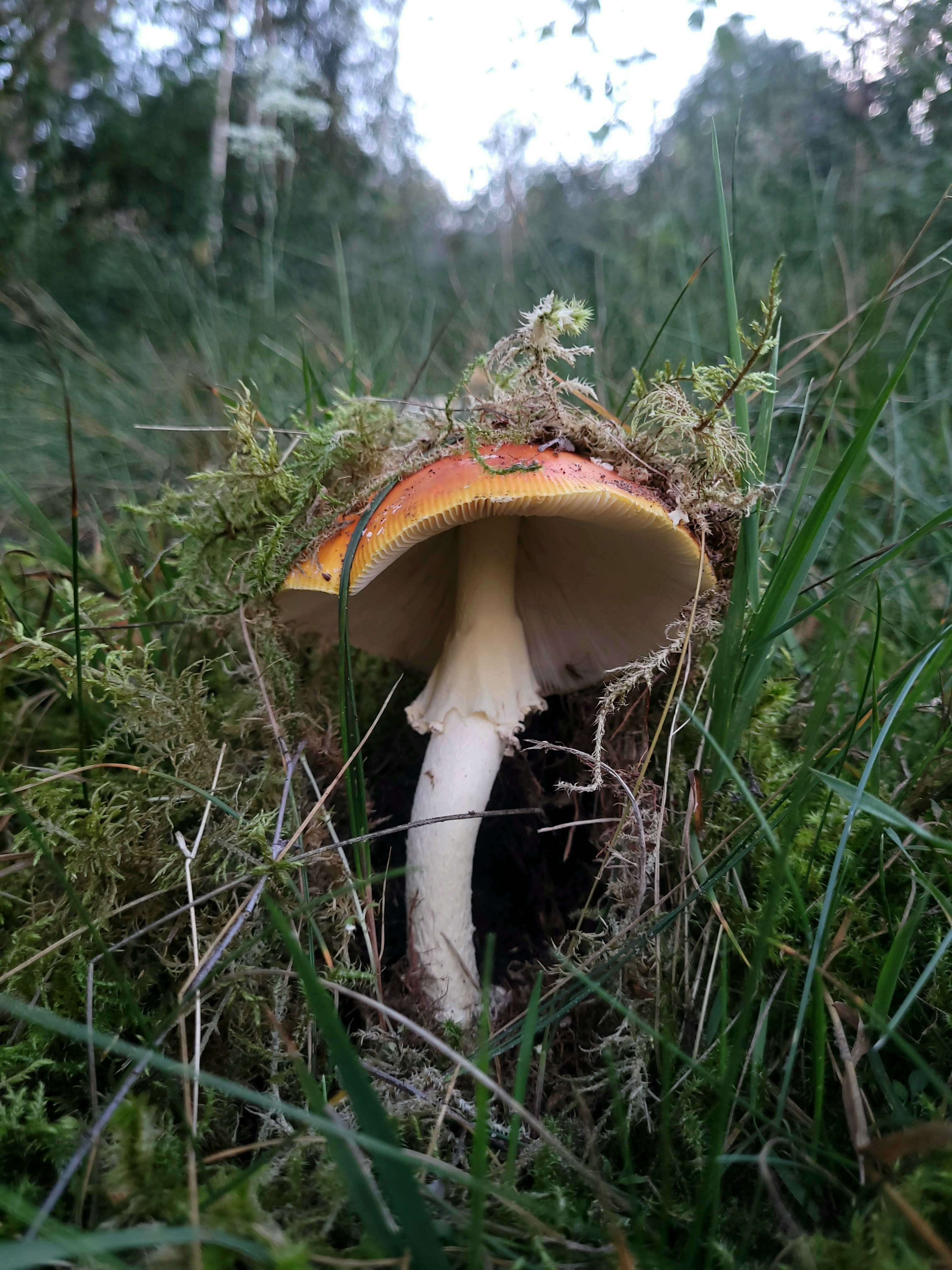 Close-up of an orange-capped mushroom emerging from a mossy forest floor, framed by surrounding grass.