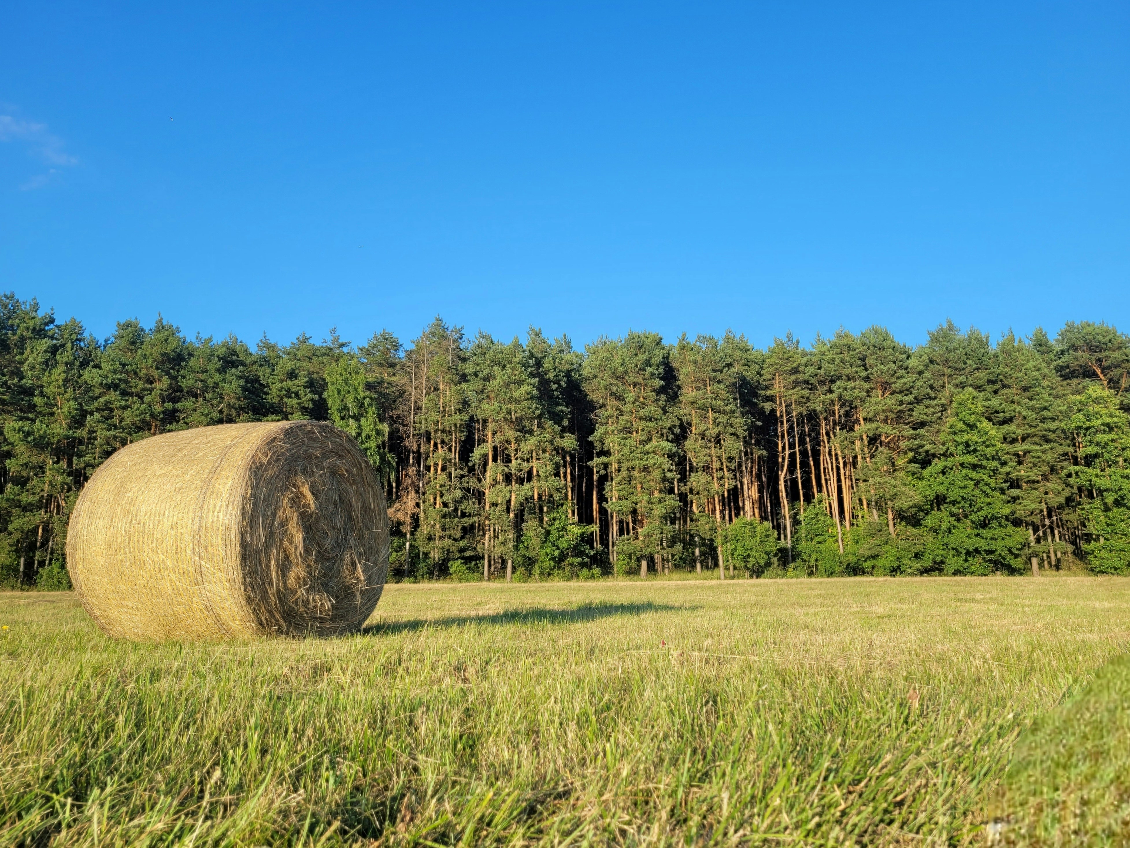 A hay bail in a field with trees in the background photo – Free ...