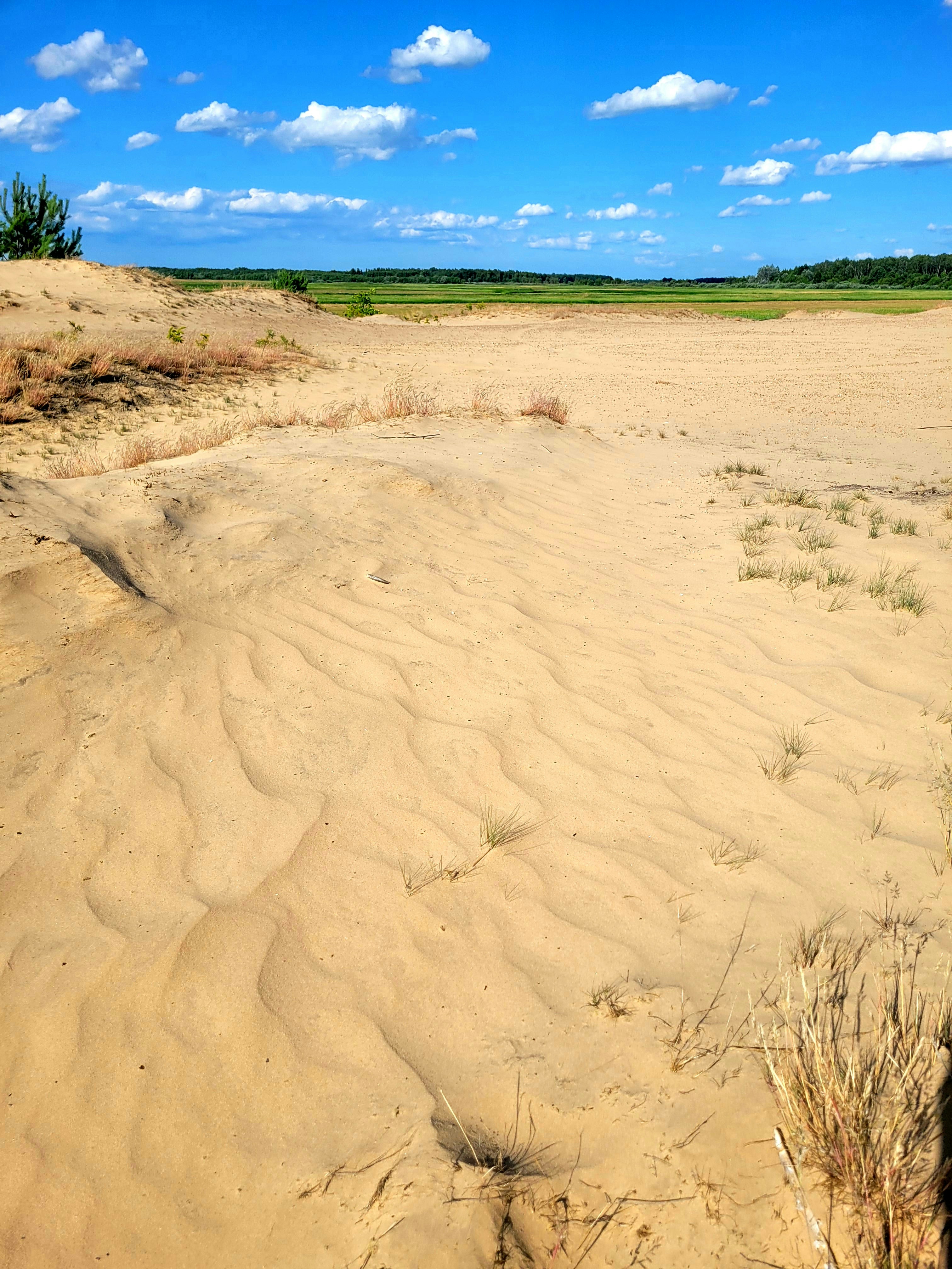 A horse standing in the middle of a sandy field photo – Free Sky Image ...