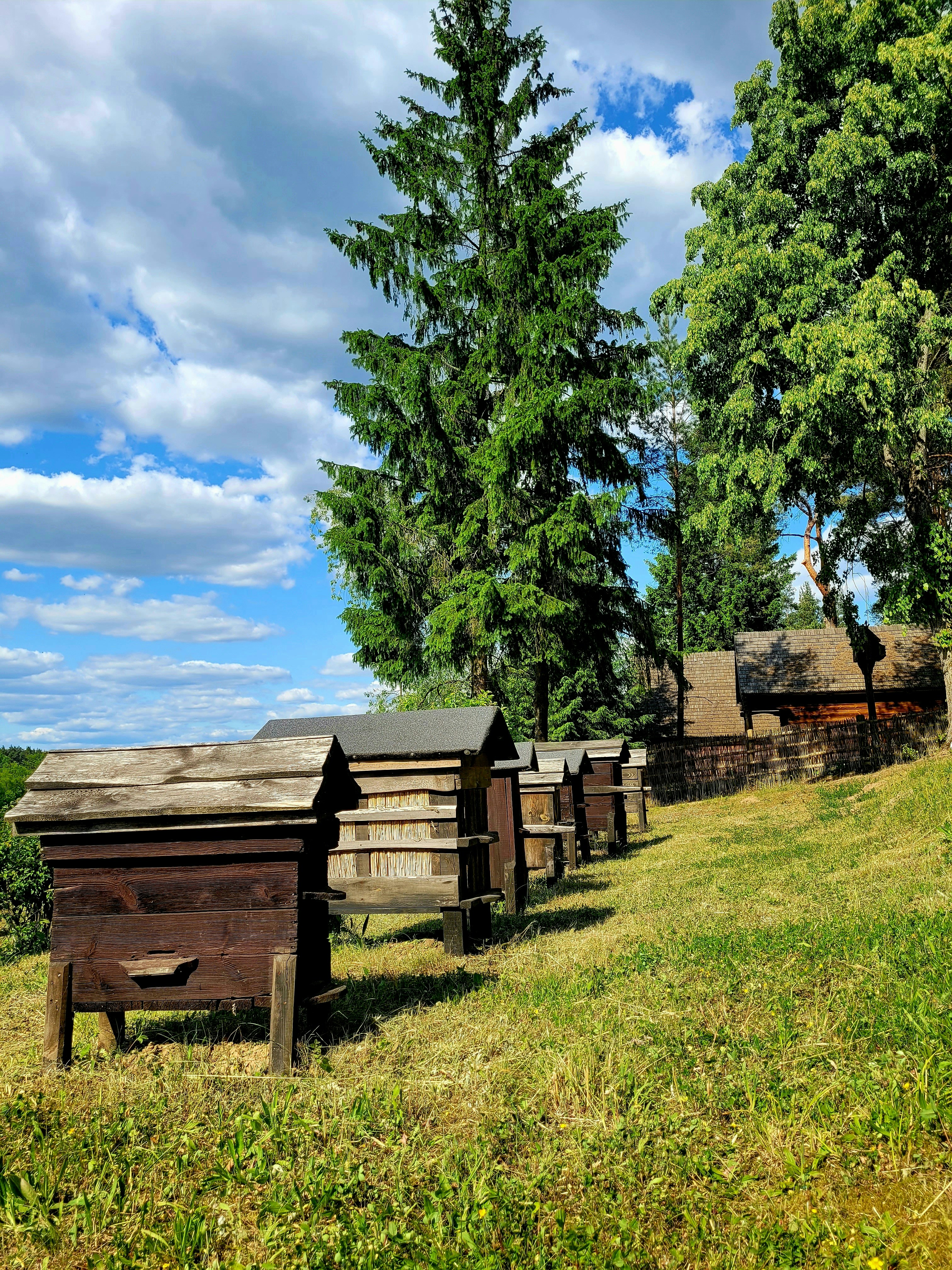 Beehive Row on a Sunlit Meadow Under Pine Canopies