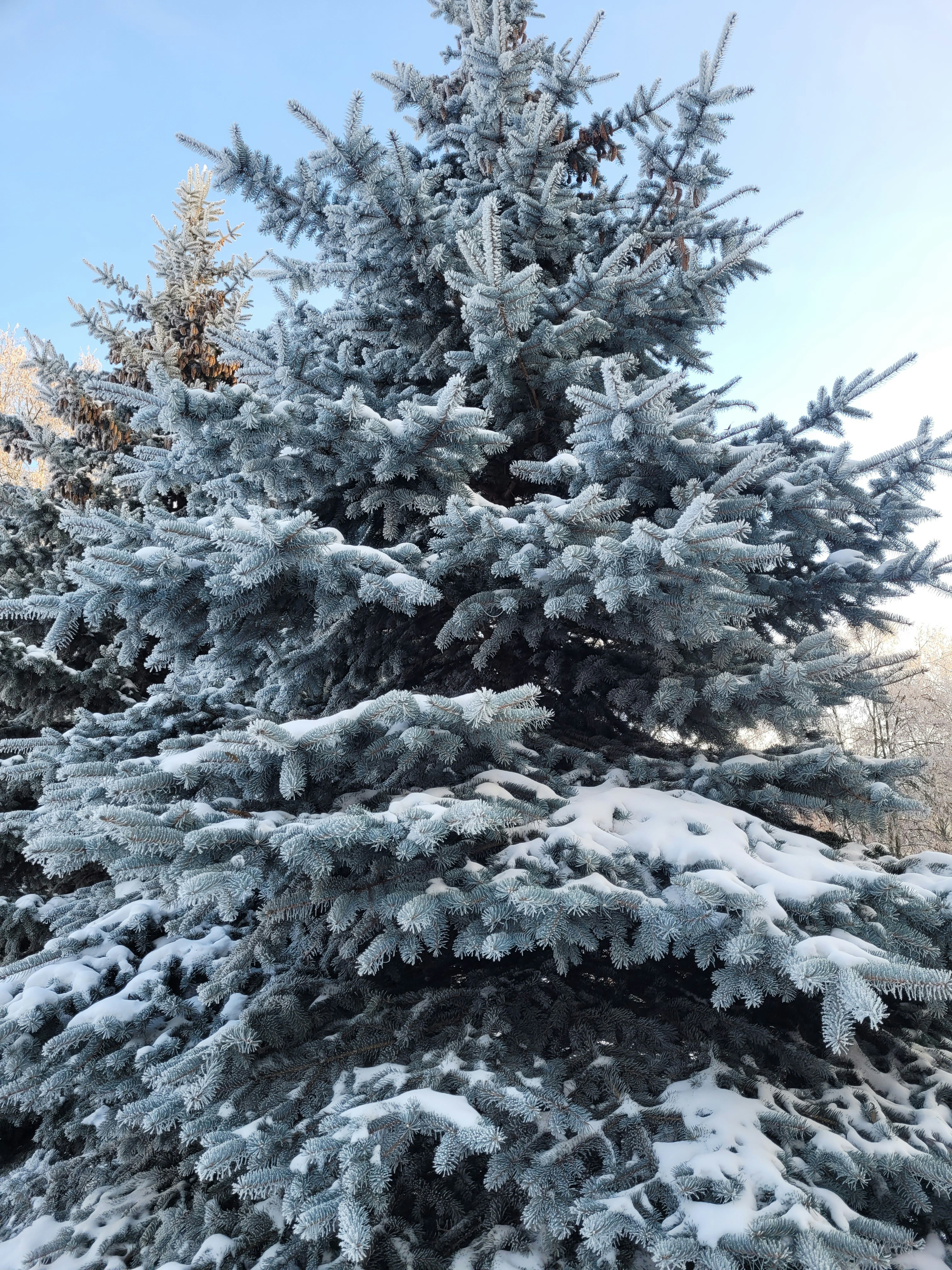 Snow-Laced Conifer Under a Pale Winter Sky