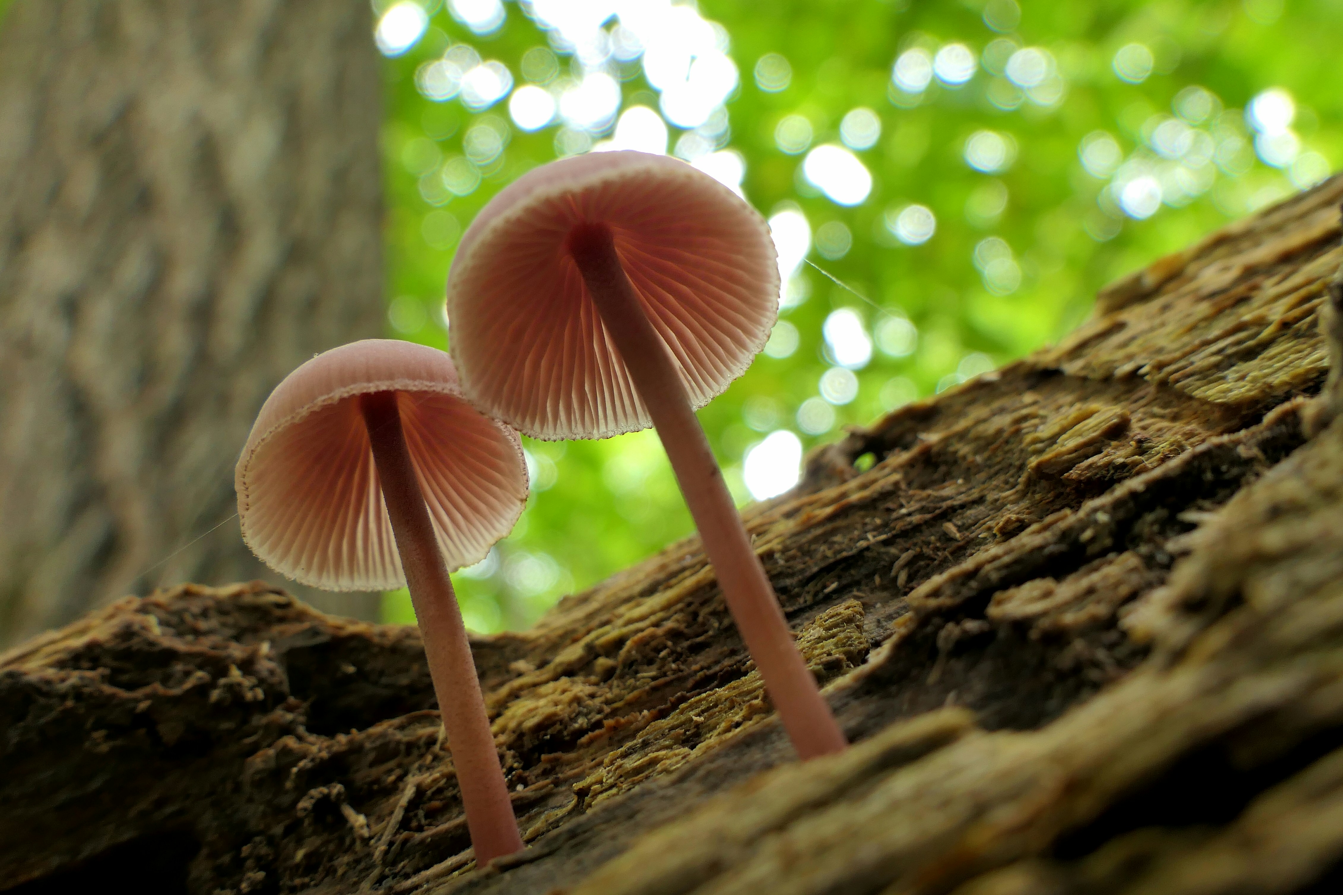 Delicate mushrooms sprouting from a textured log under a vibrant green forest canopy.
