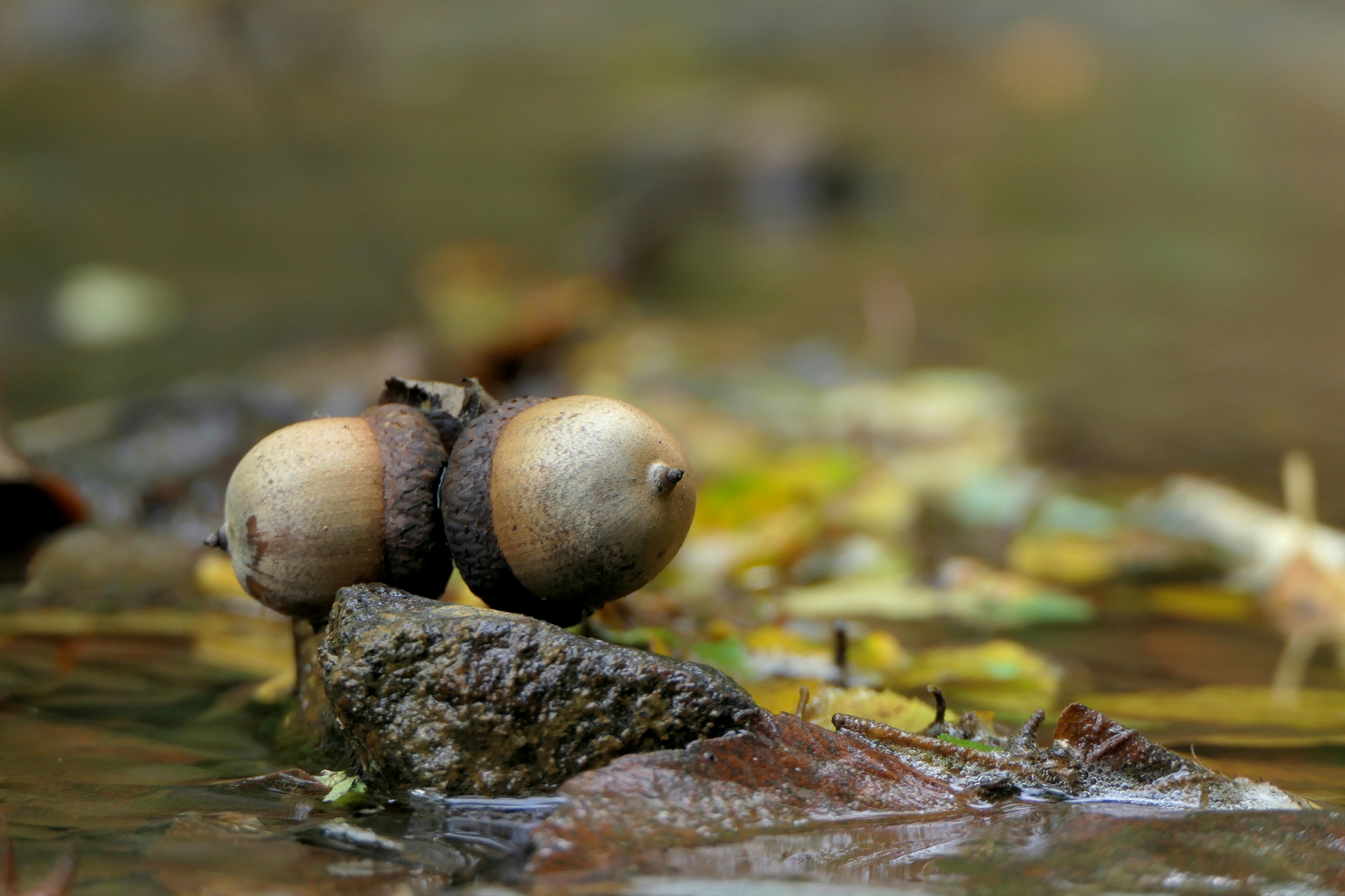 Twin Acorns on a Mossy Rock Beside a Quiet Stream