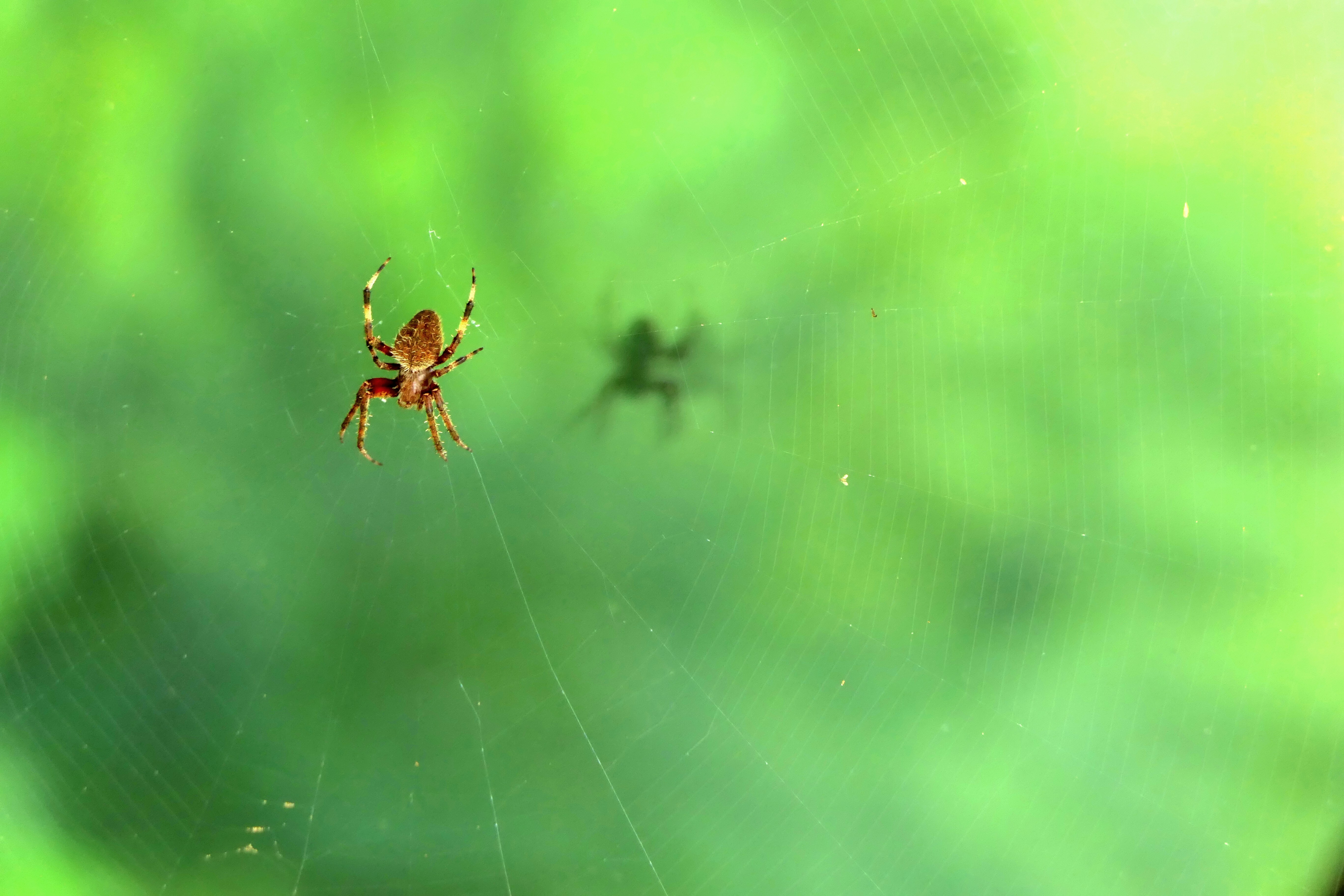 spider, web and shadow