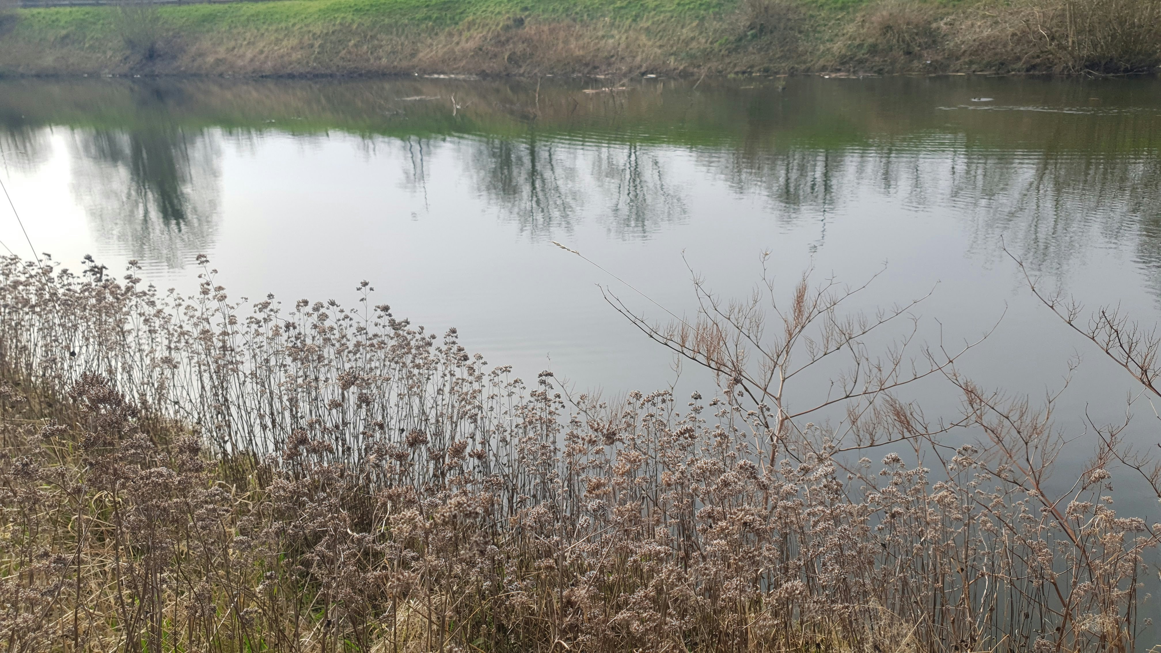 Edge of Quiet: Dried grasses frame a tranquil river under muted light
