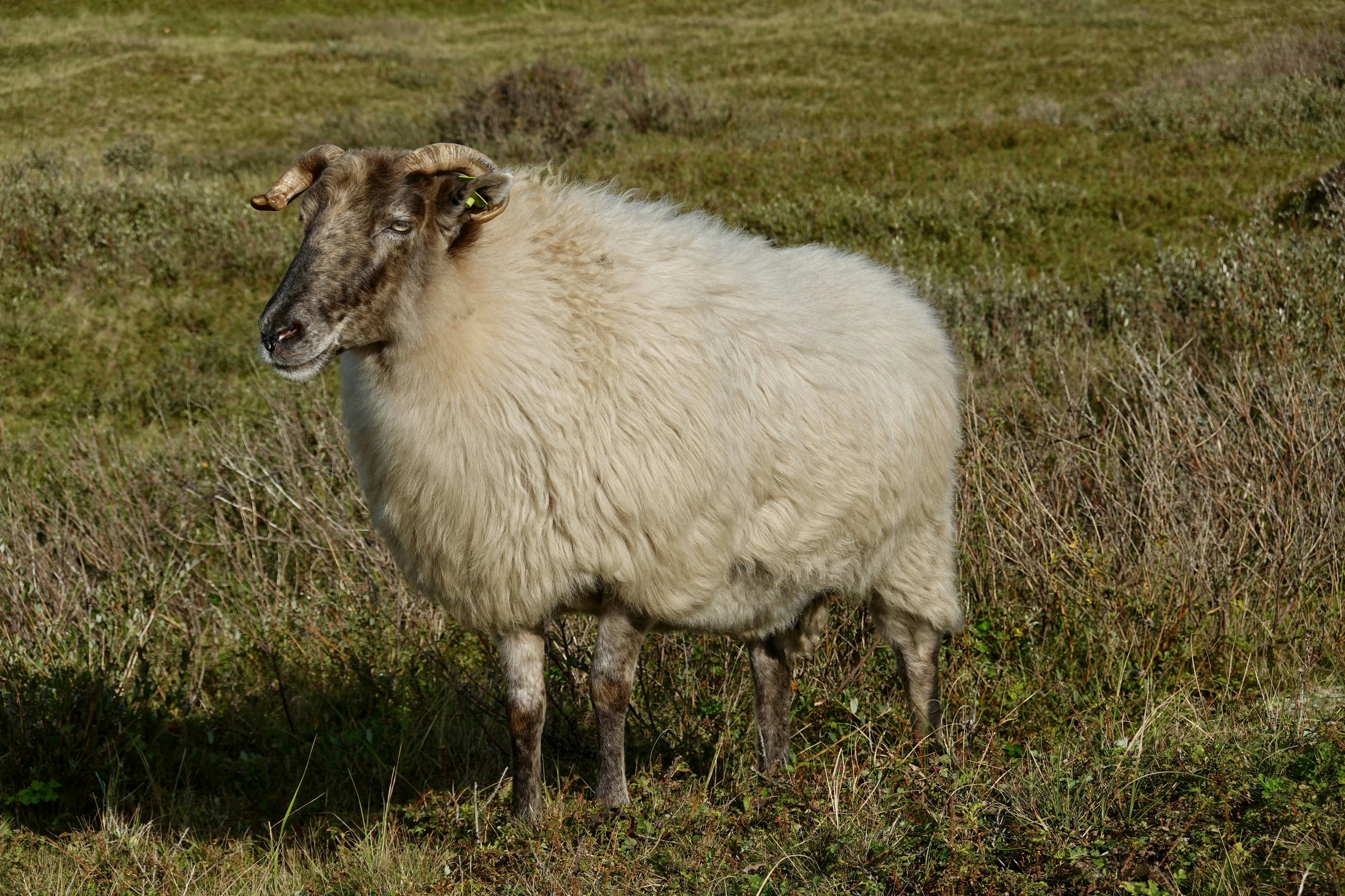 A sheep standing in a field of grass photo – Free Sheep Image on Unsplash