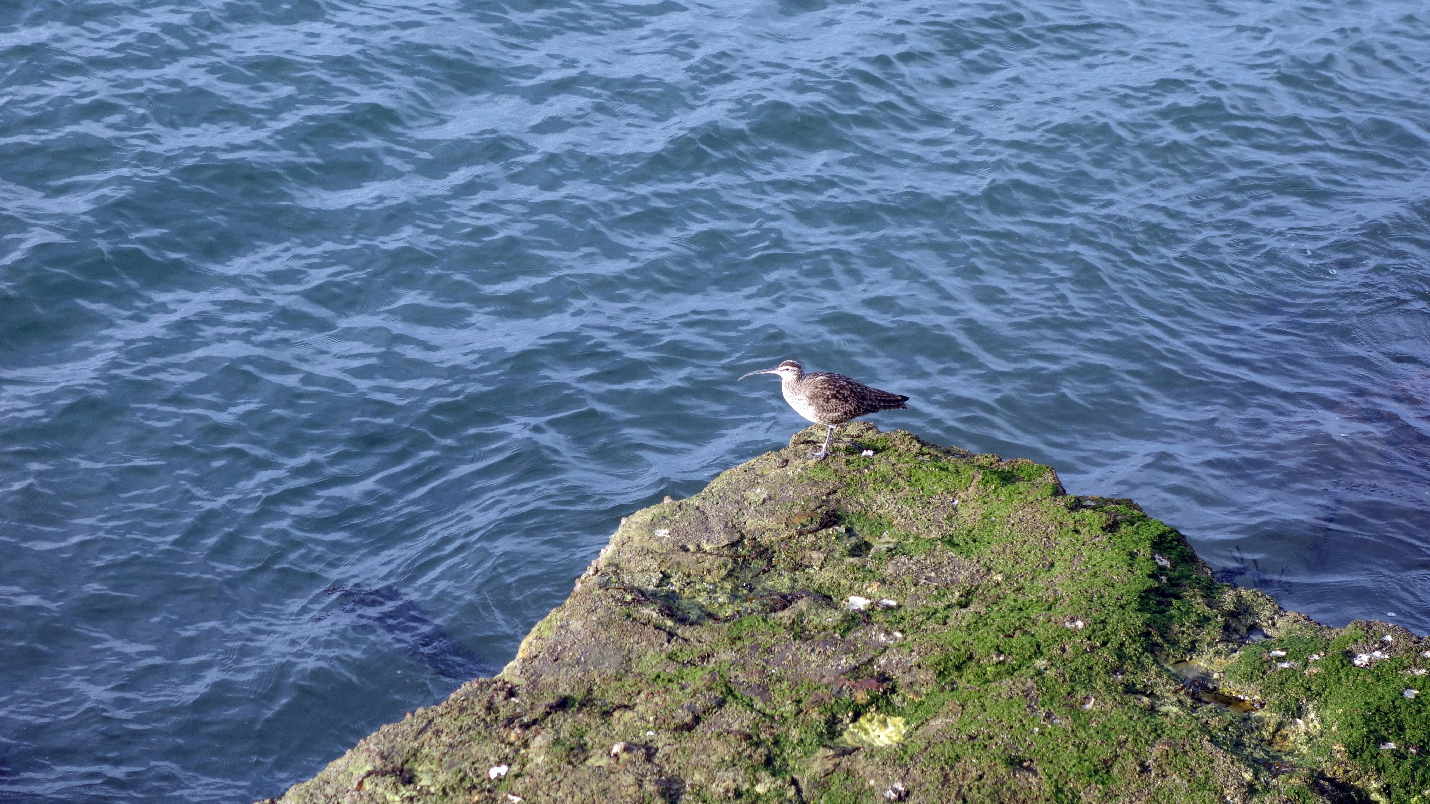 Moss-Cloaked Outcrop and the Watchful Shorebird