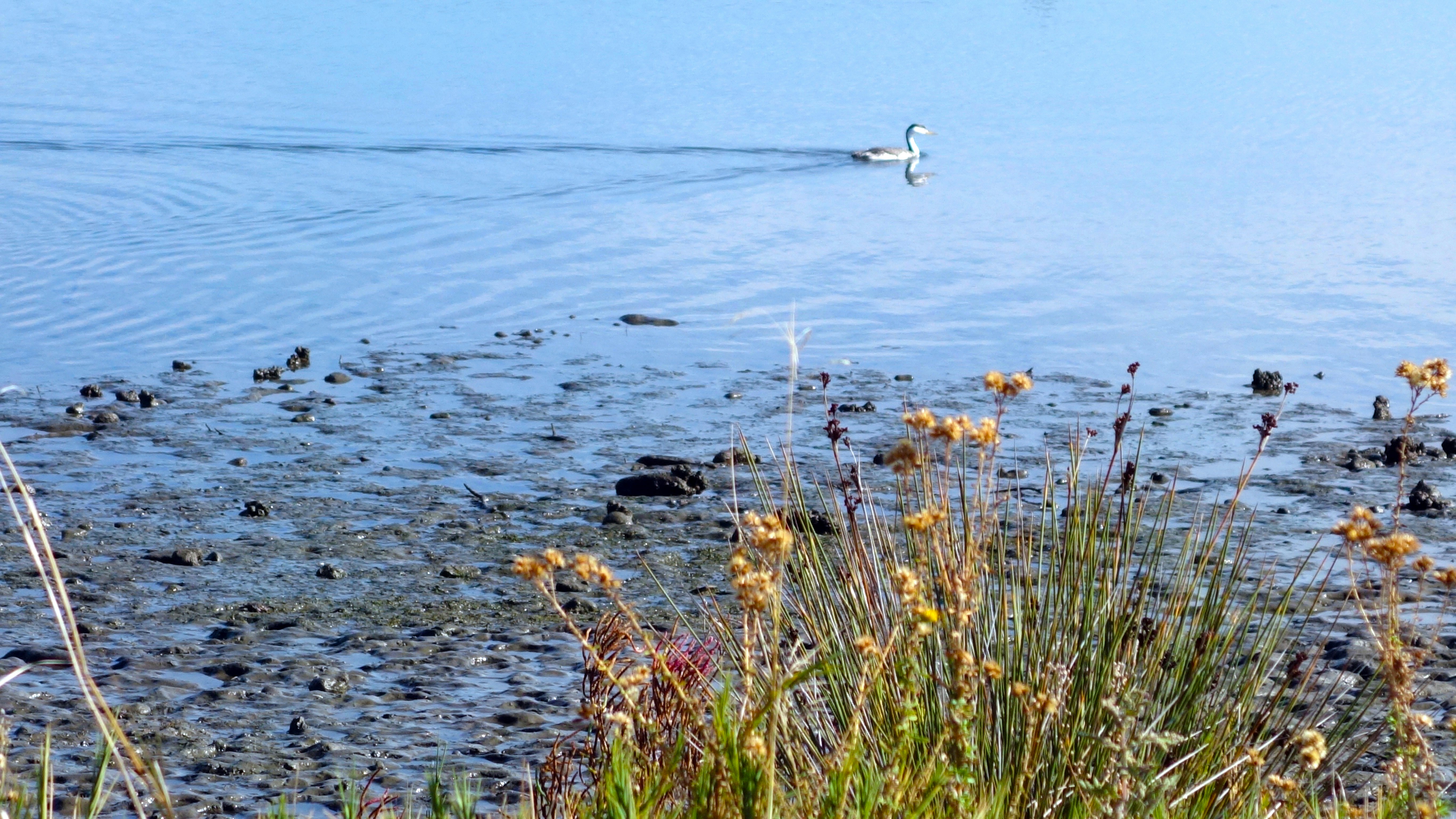 Sapphire Glide: a lone waterfowl carves a wake across a quiet lake