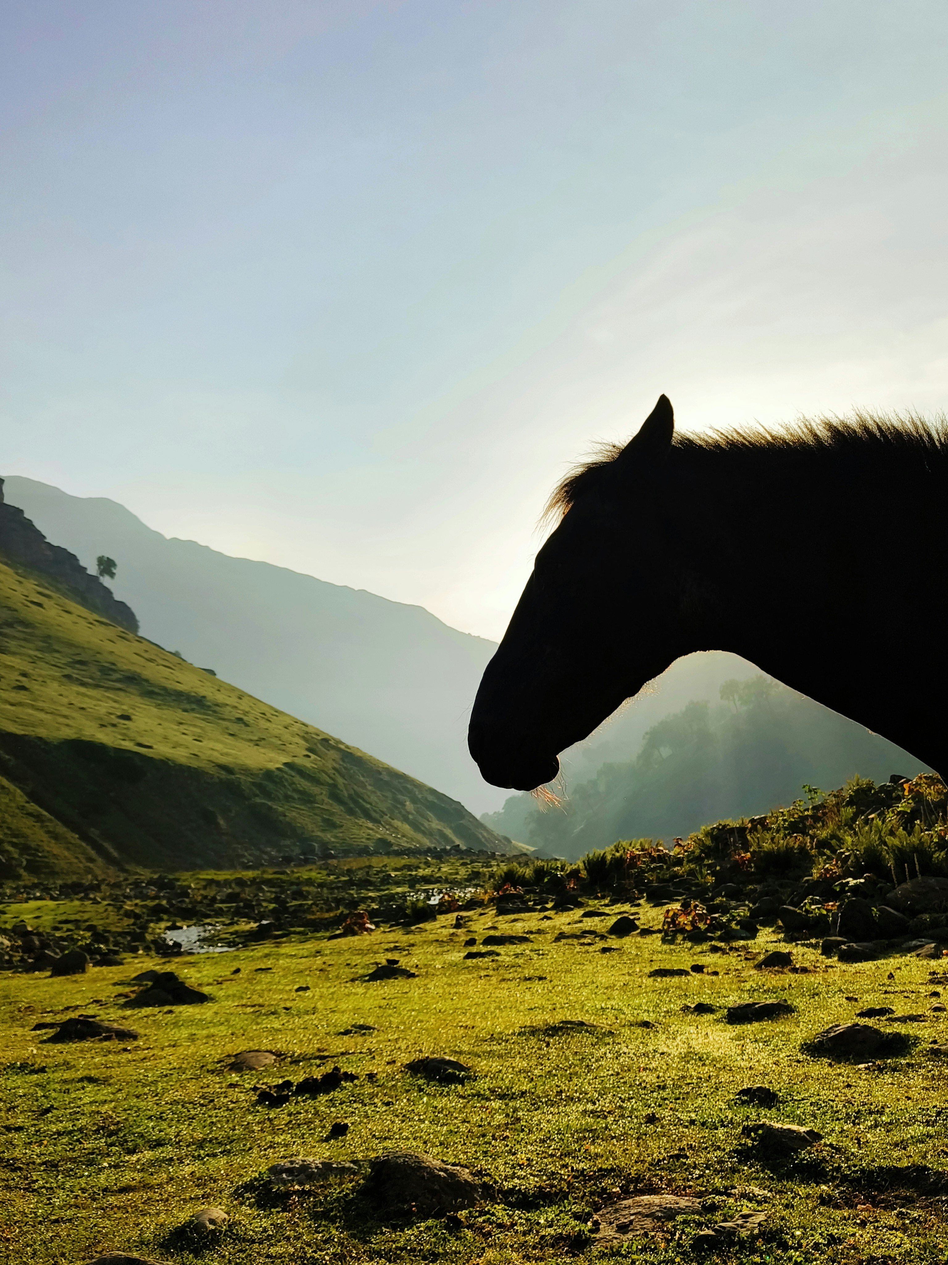 Dark horse silhouette against a sunlit valley and distant hills, captured in warm backlight that reveals gentle terrain and a tranquil morning.