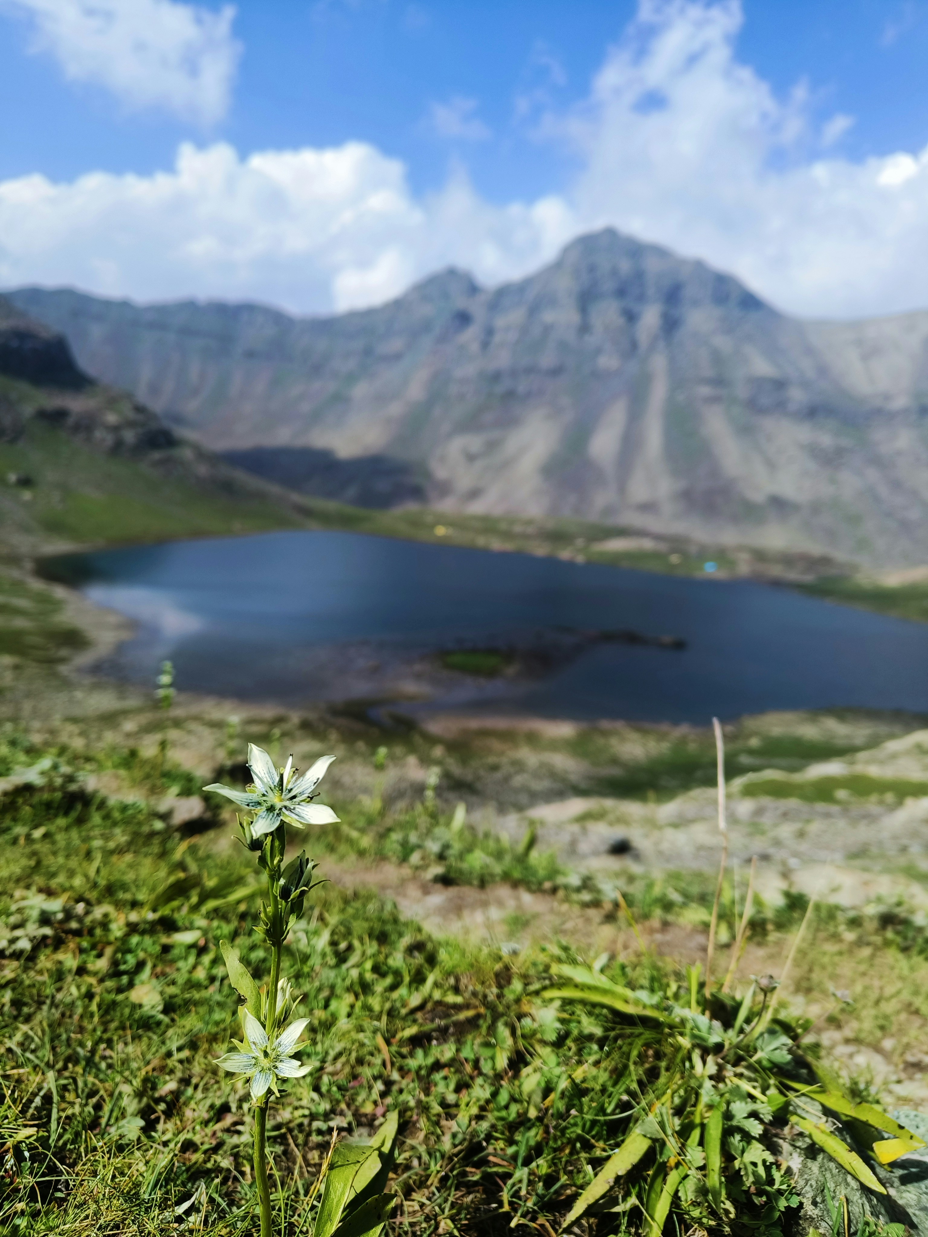 Close-up of white starflowers in the foreground with an alpine lake and rugged mountains receding in the distance.