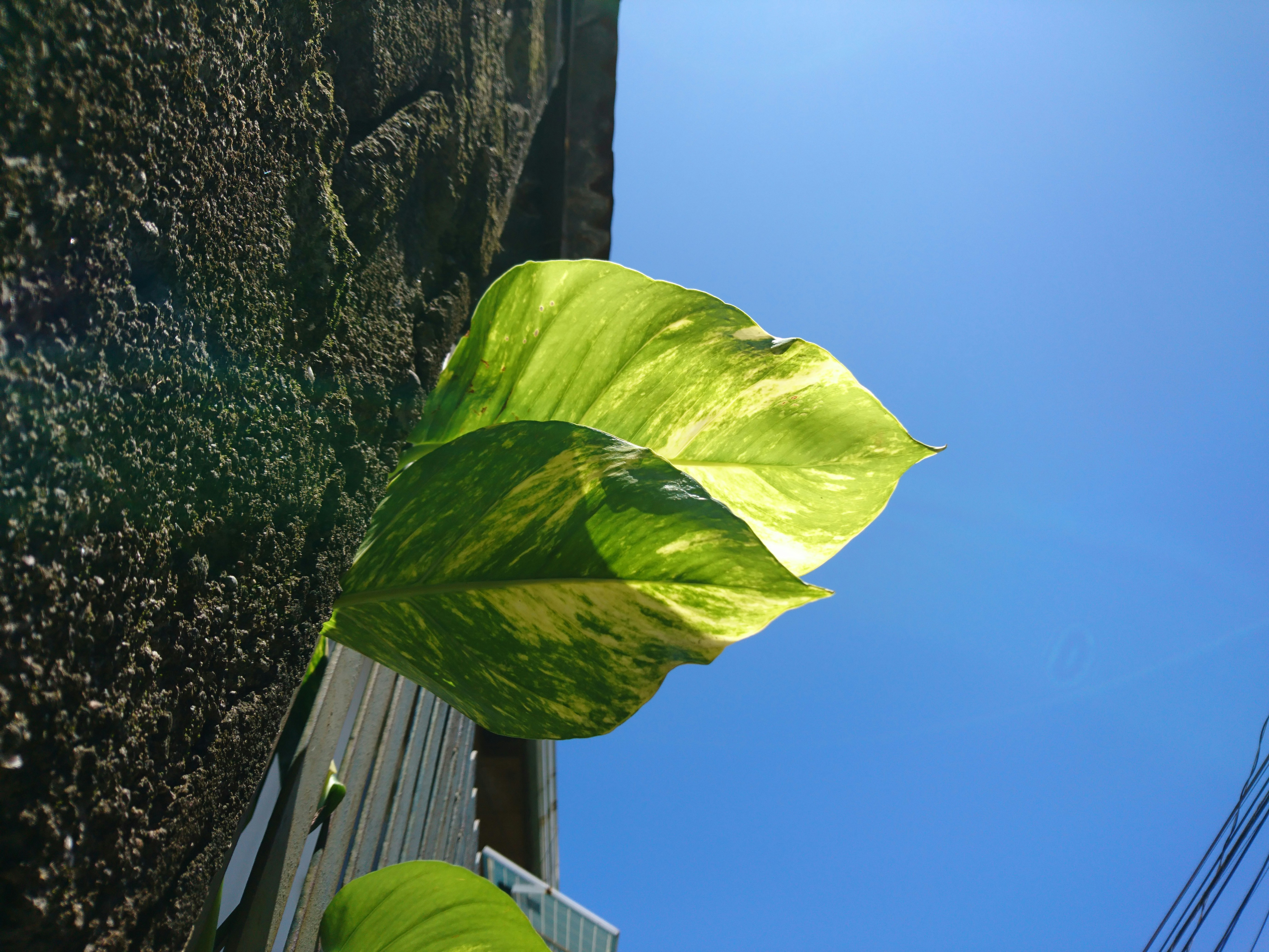 Photo by Lhar Capili with Sony Xperia X