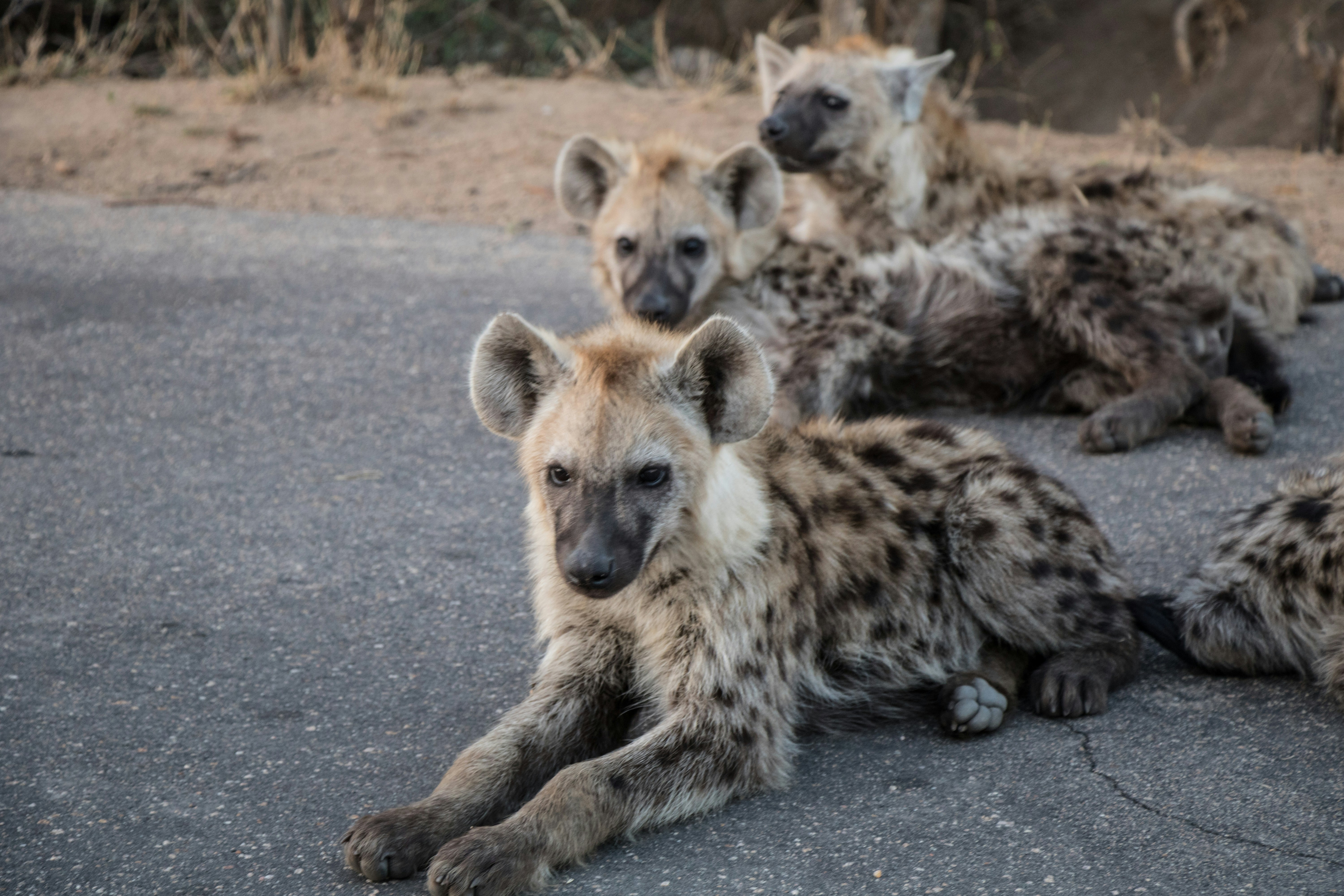 A group of hyenas laying on the ground photo – Free South africa Image ...