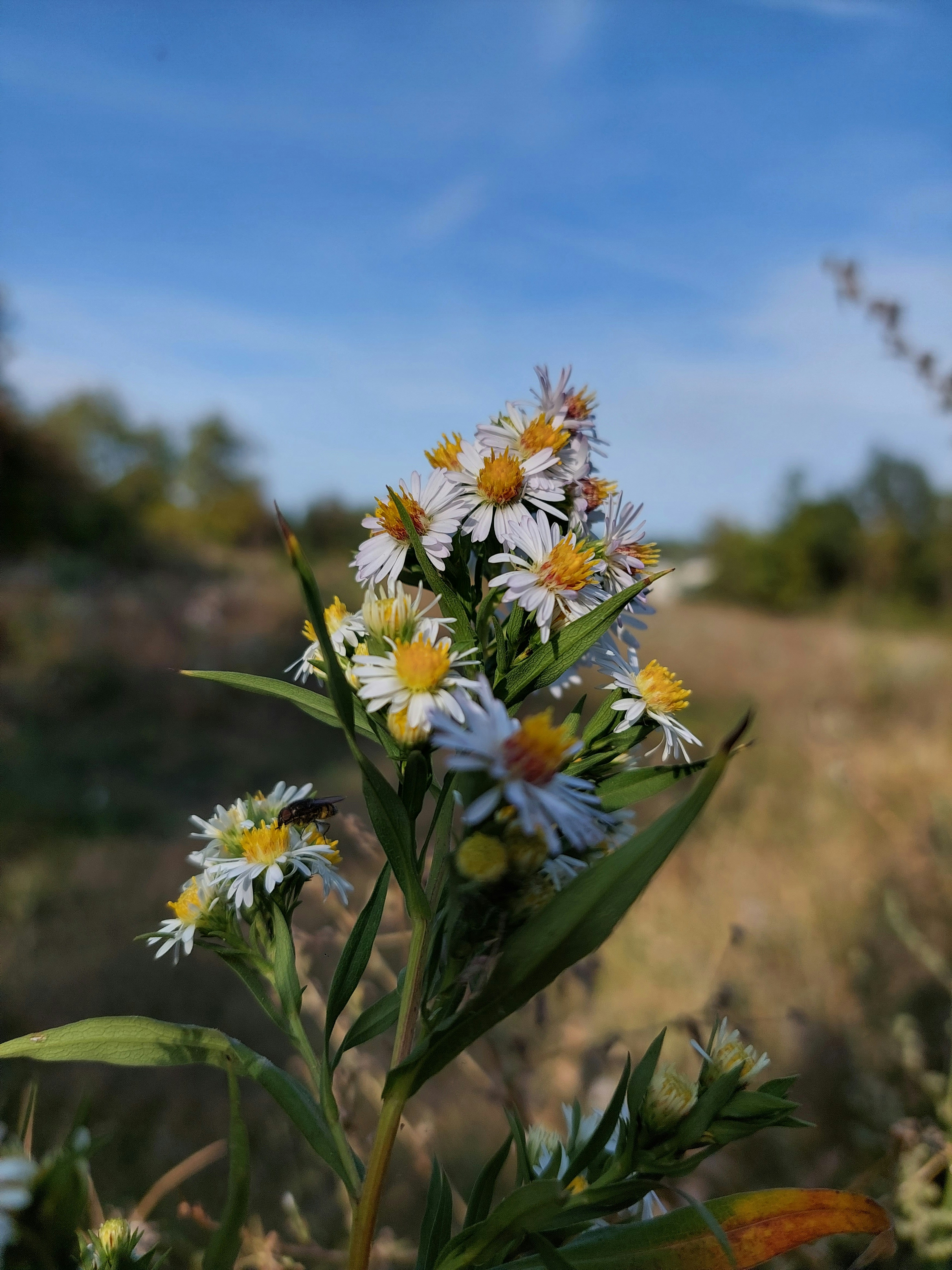 Crowned by Wildflowers: A Field Portrait in Focus