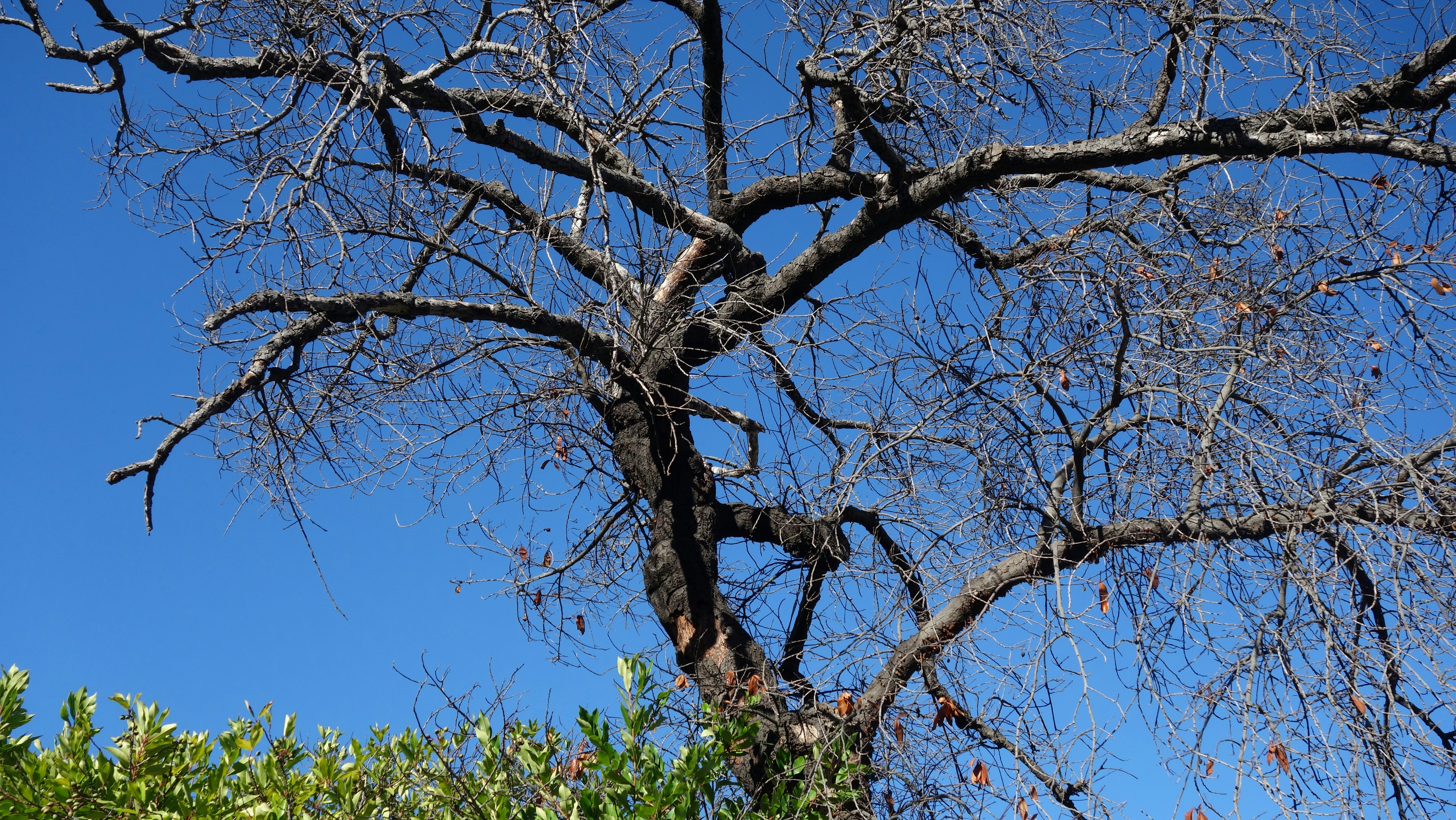 A leafless tree stands against a clear blue sky, its intricate branches reaching out like skeletal fingers. The vibrant greenery below contrasts with the starkness above.