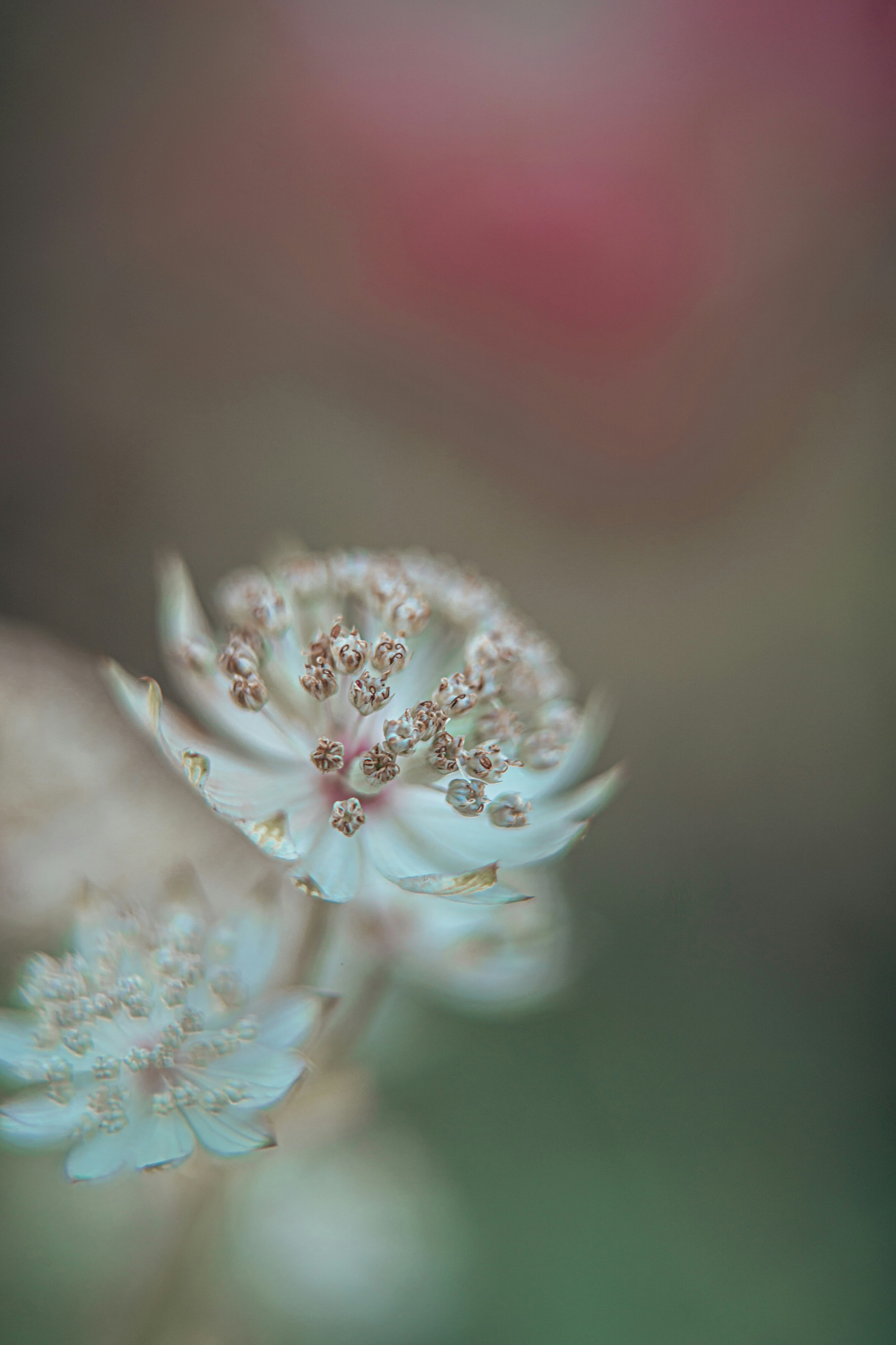 Powdered Bloom: Macro Portrait of a Pale Petal in Soft Focus