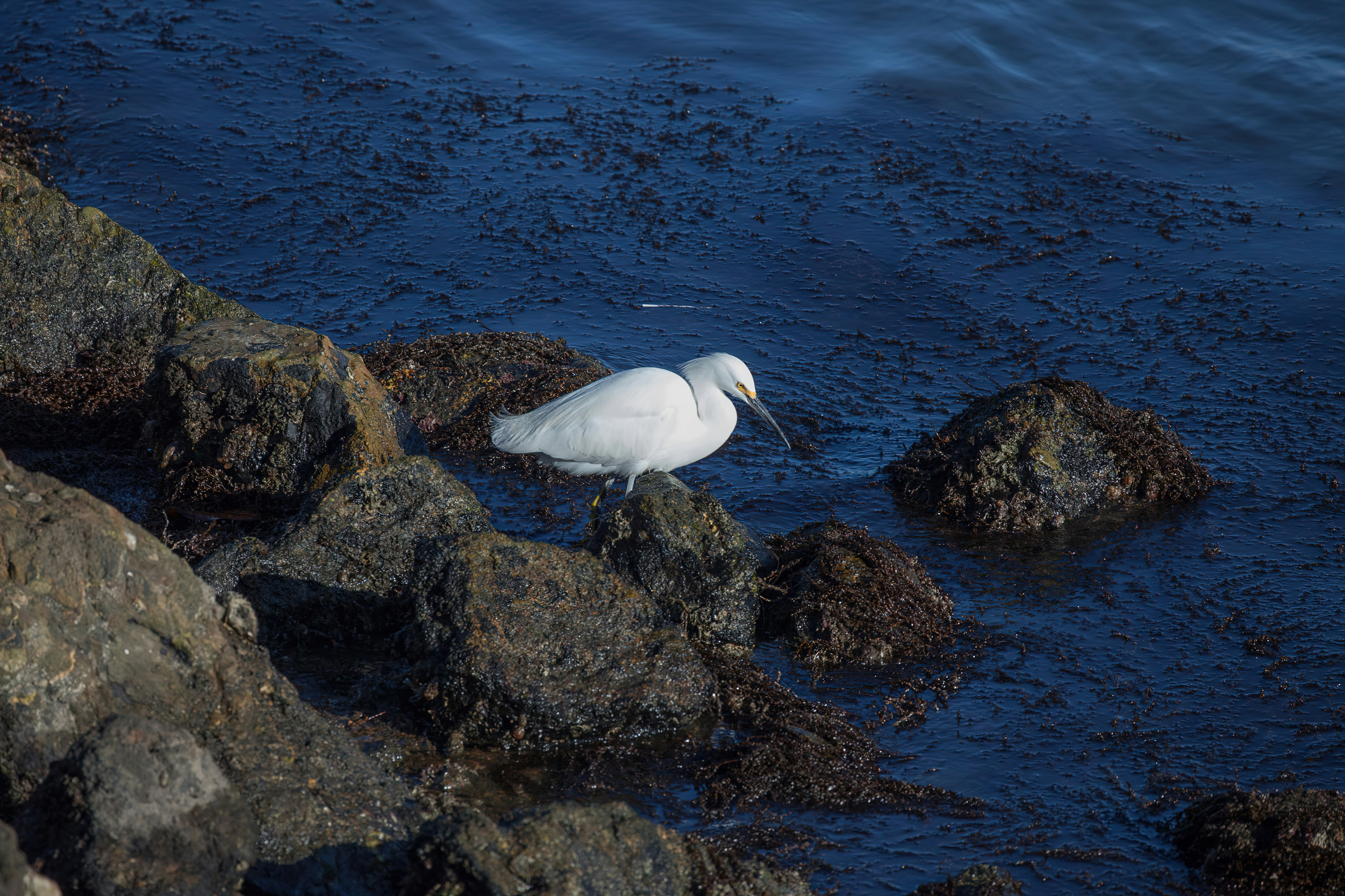 White Egret on a Tidal Ledge Beneath Indigo Coastal Waters