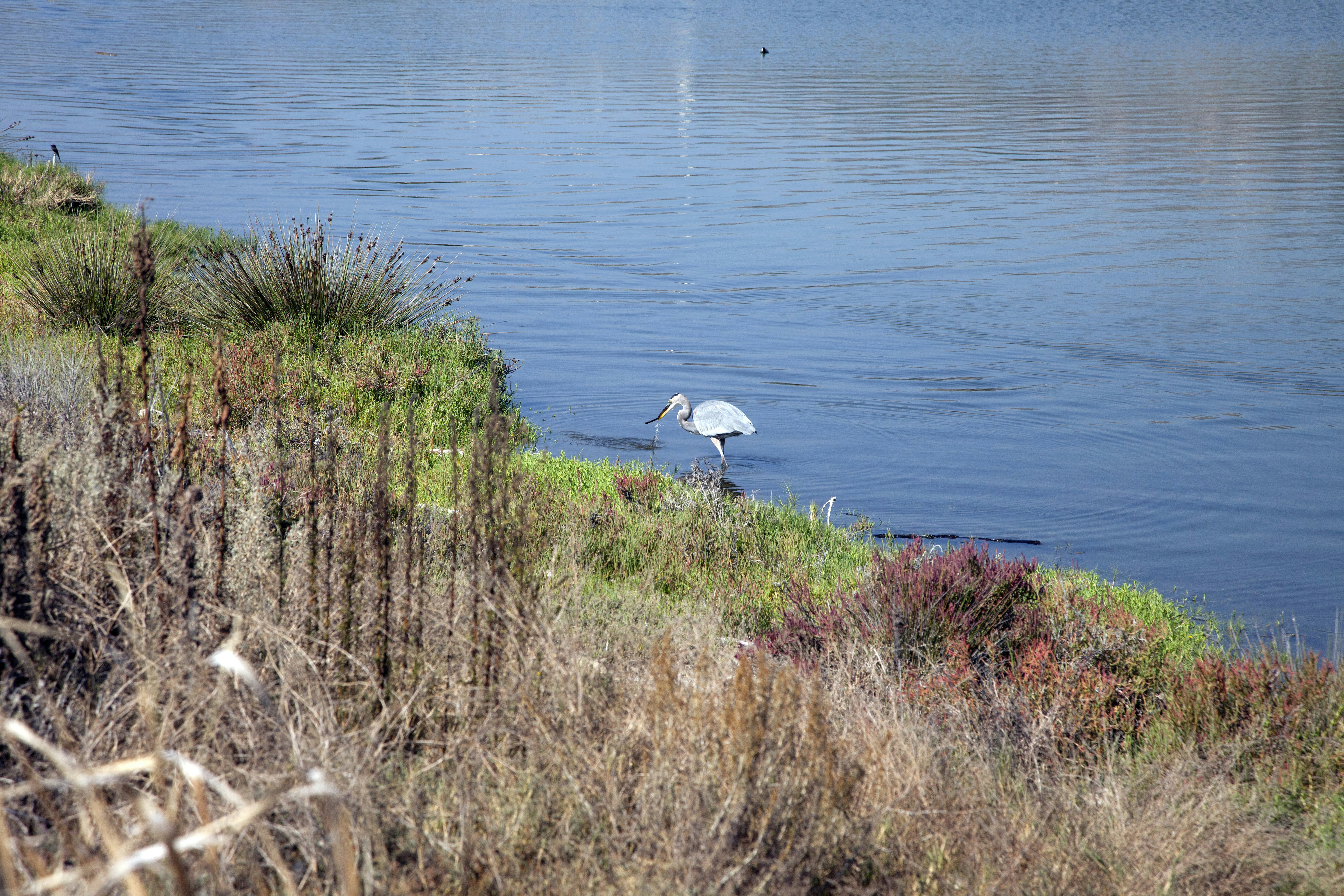 A bird grabs a bite to eat along the shore