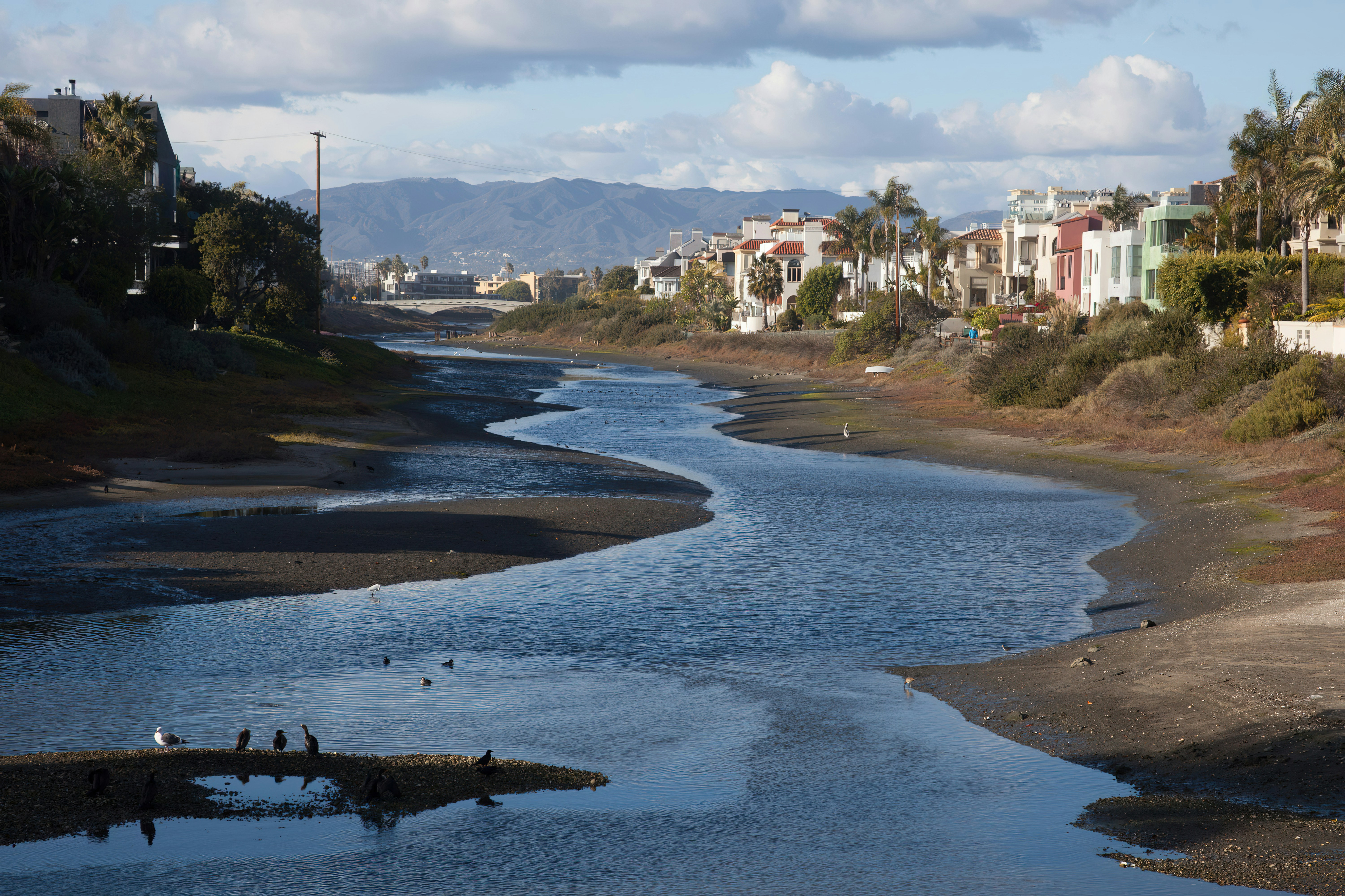 Riverbend Portrait: Birds on a Channel Island Beneath Riverside Homes