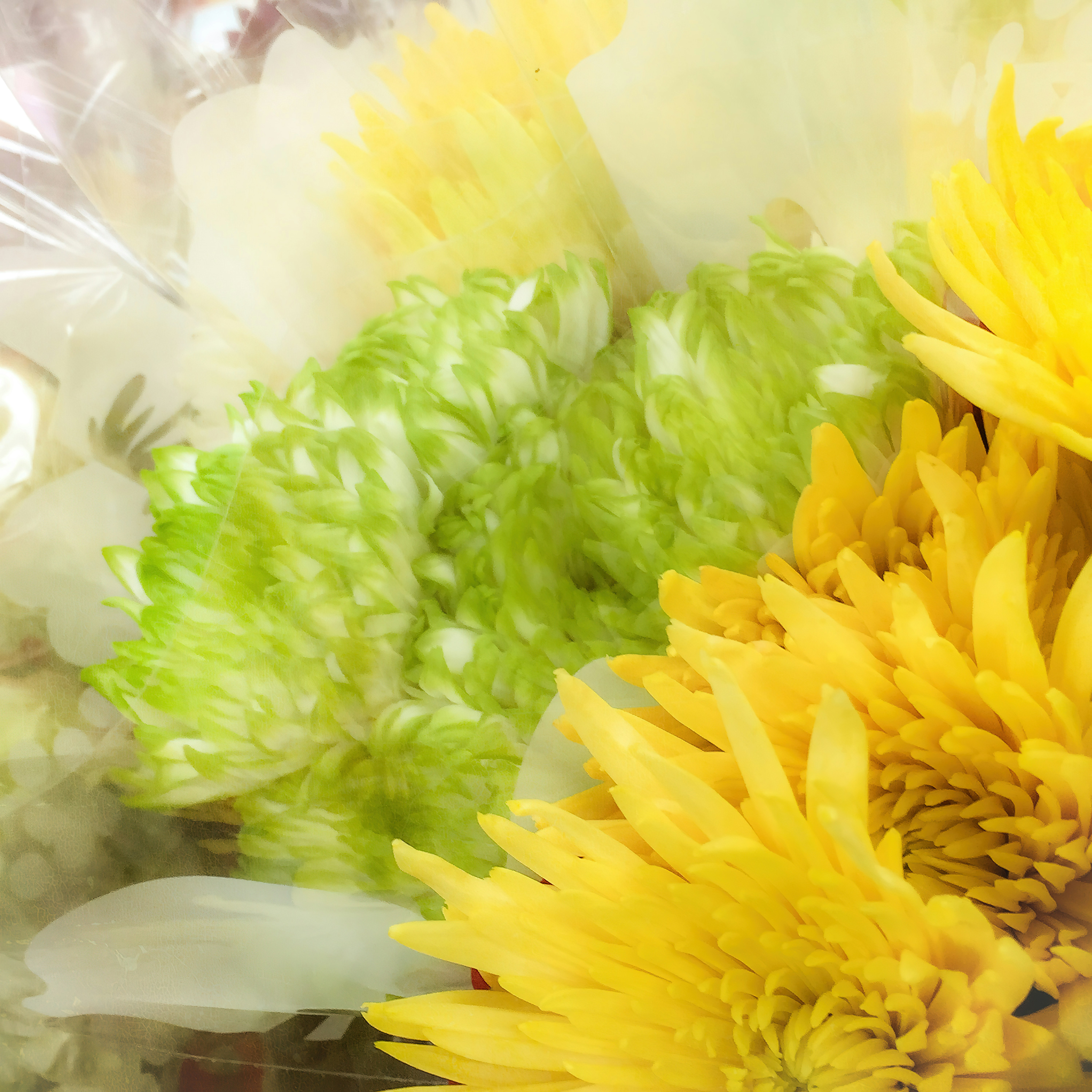 Sunlit Chrysanthemum Crown: A Close-Up of Golden Petals