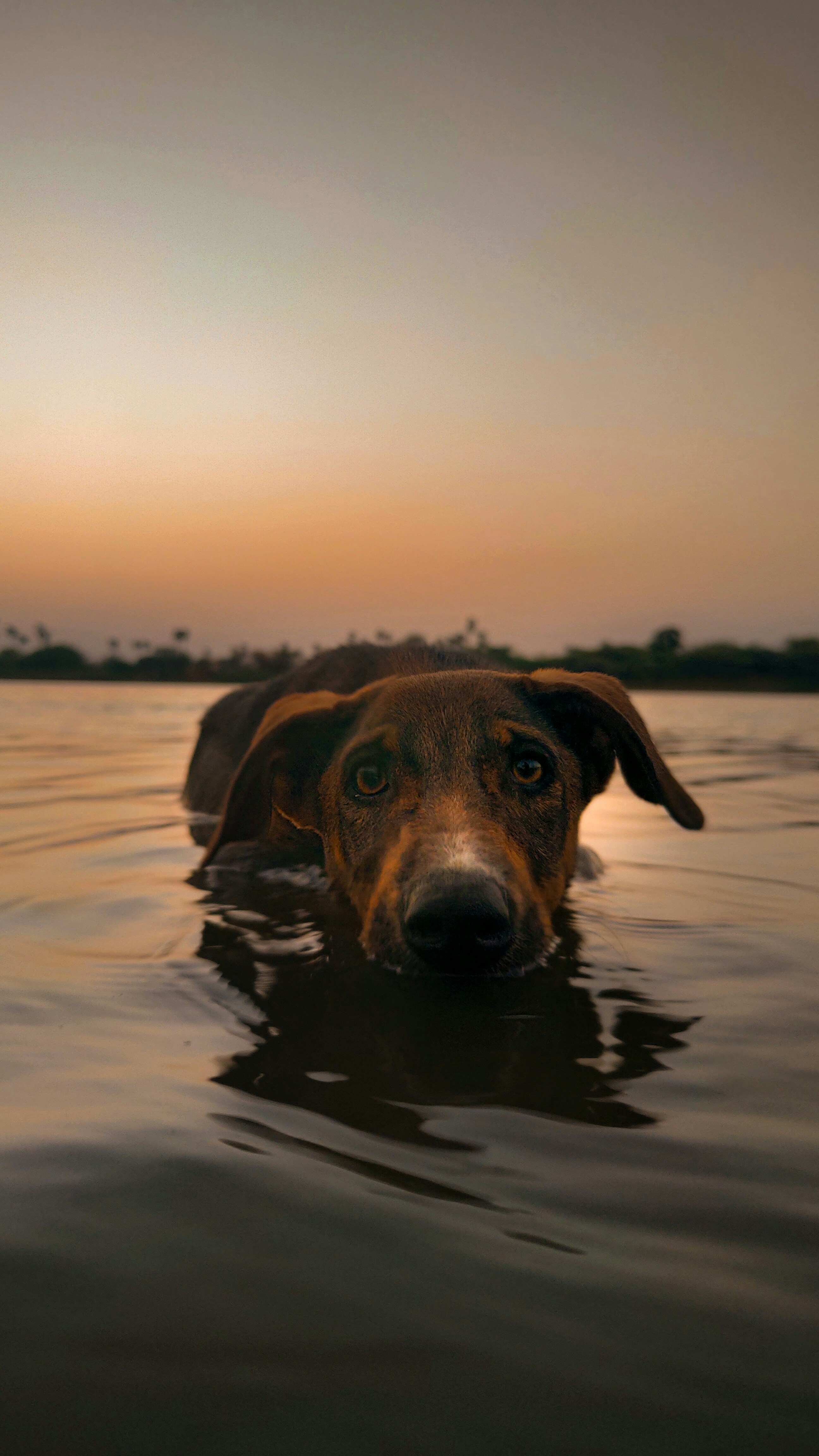 A dog paddles toward the camera in calm water at sunset, with a warm, hazy sky and distant shoreline.