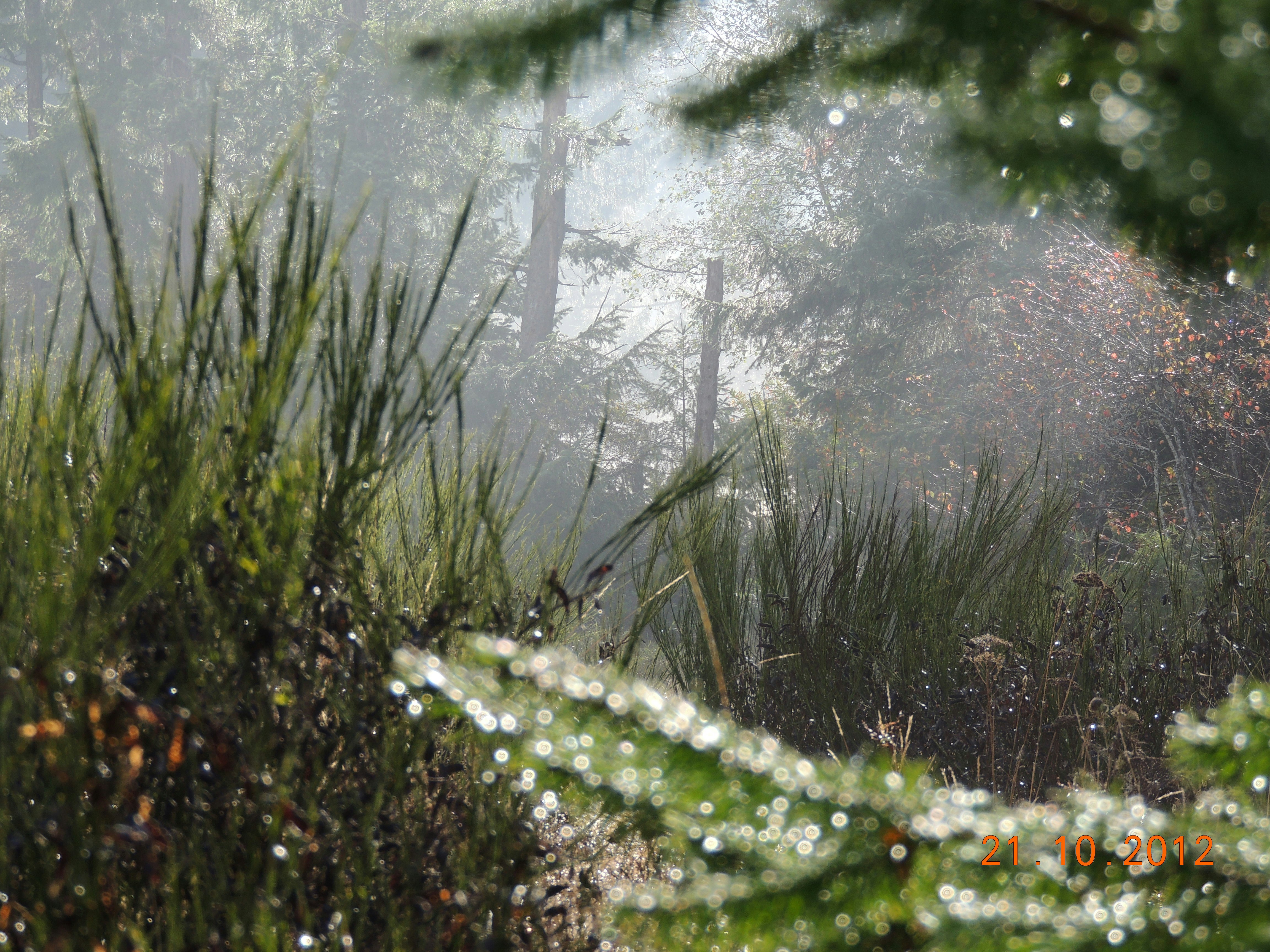 A photograph of dew-dusted grasses in a backlit woodland. Sun rays break through fog behind a veil of greenery.