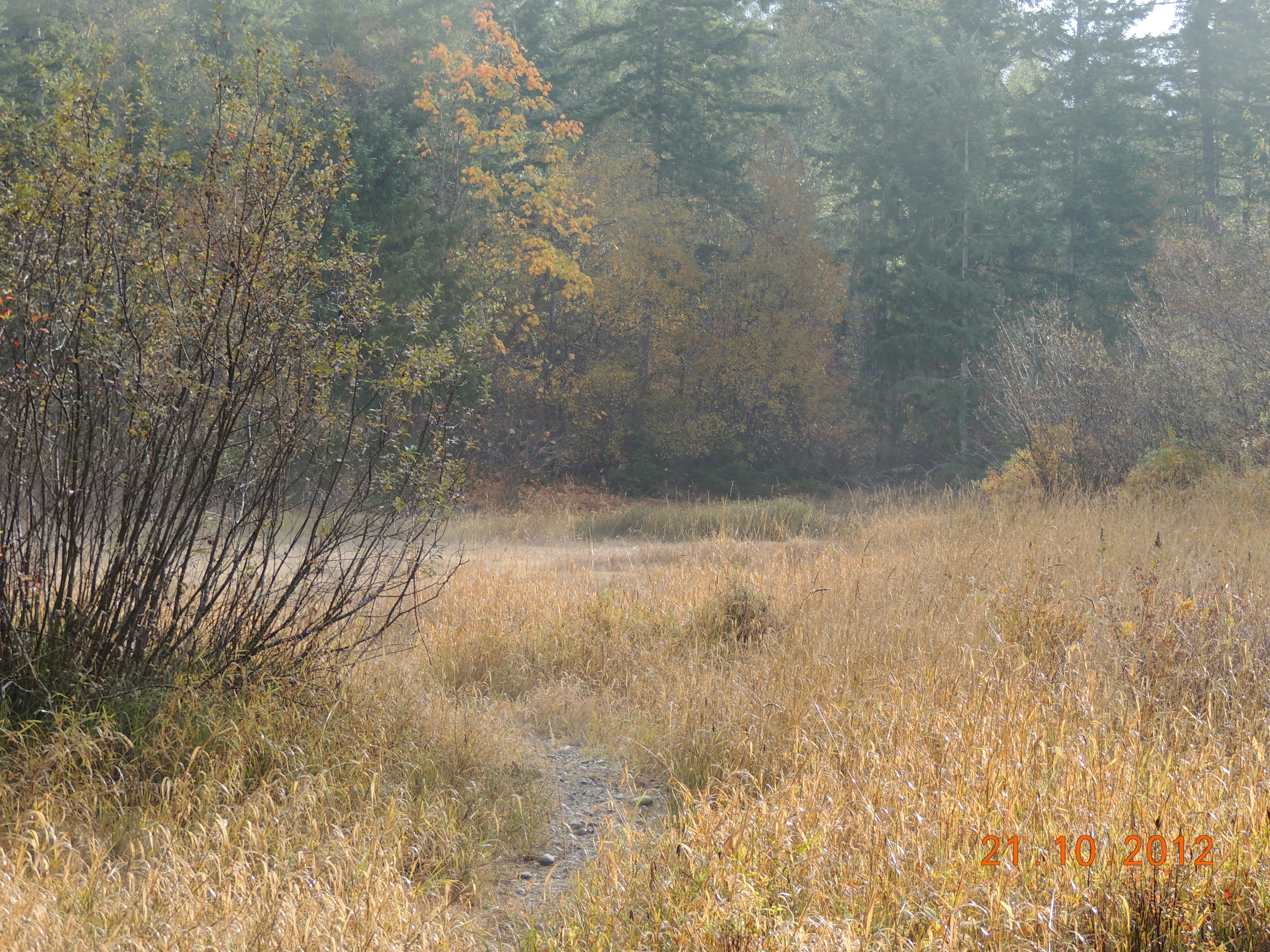 A path through a field with trees in the background photo – Free Black ...