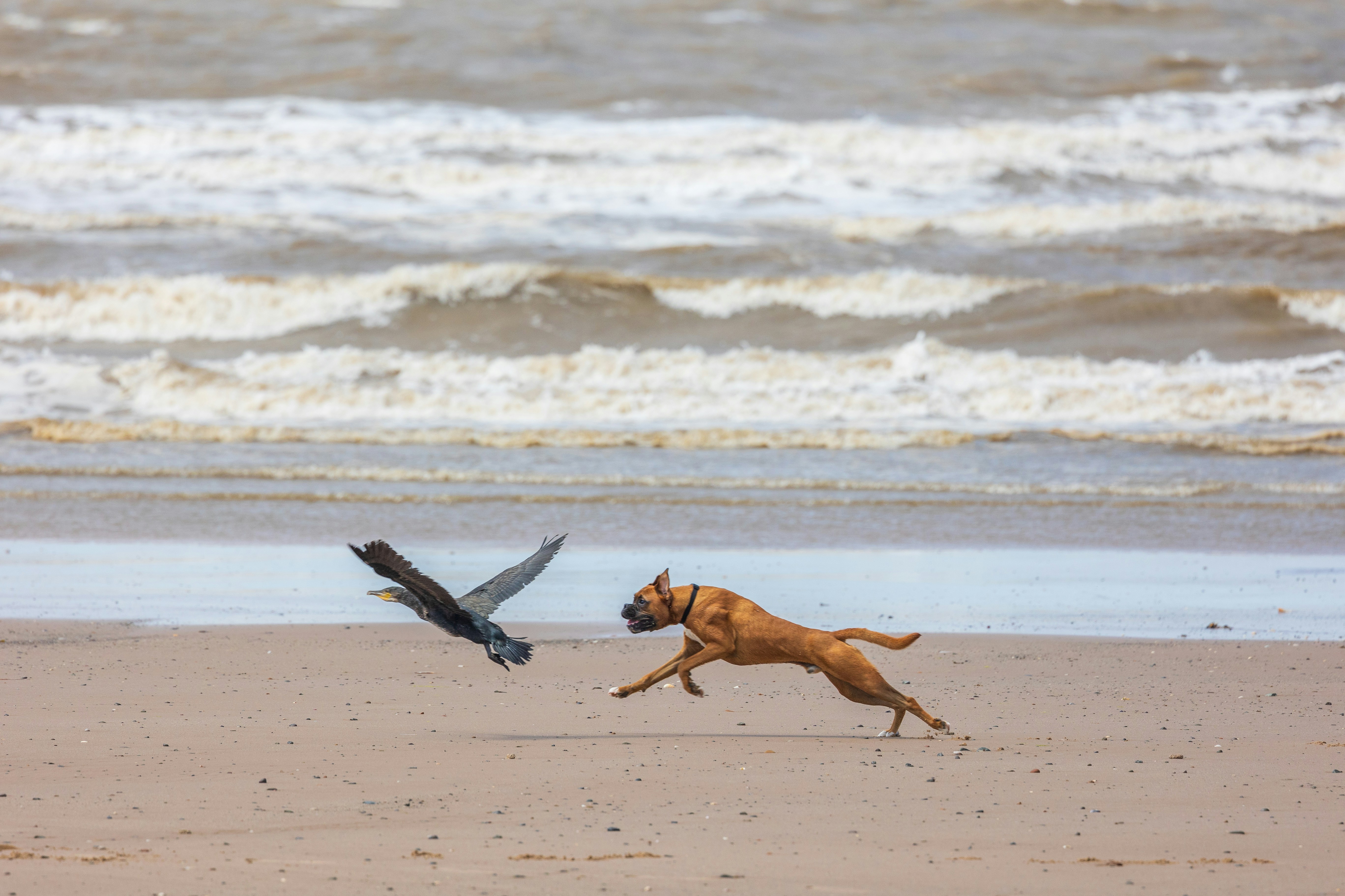 A dog chasing a bird on the beach photo – Free Fleetwood Image on Unsplash