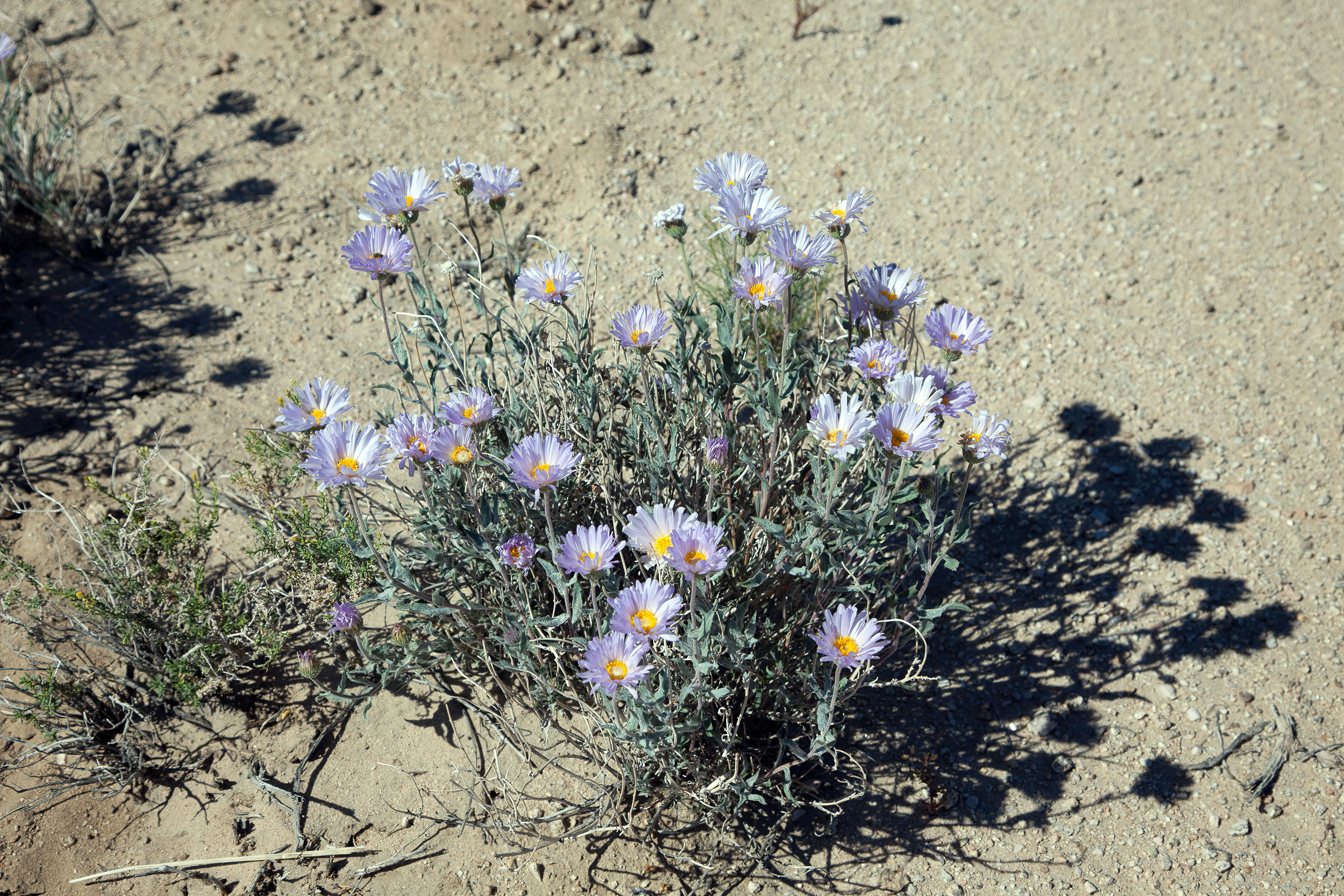 Desert Daisies Defy the Sand: Lavender Blooms in Sunlit Scrub