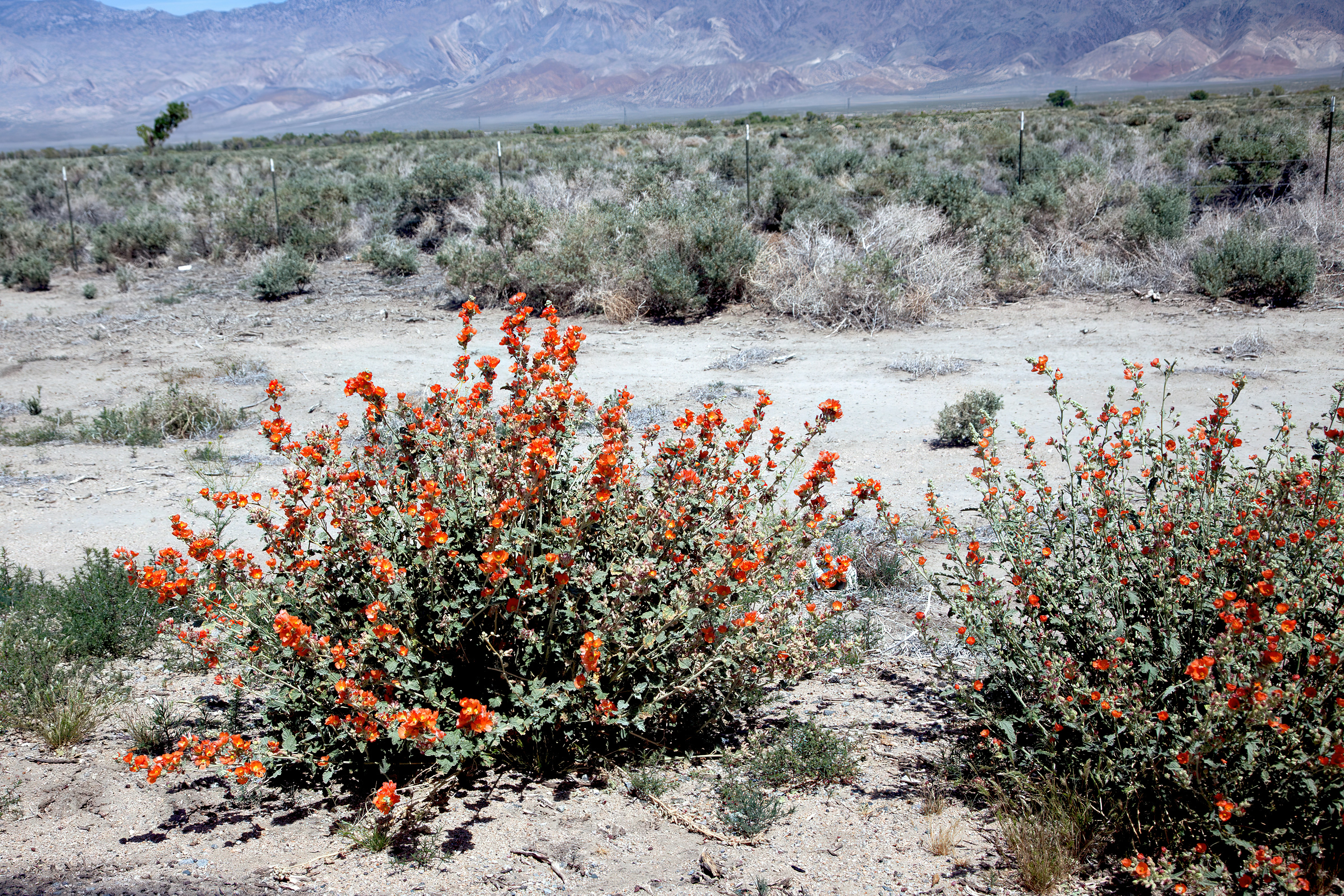 Photo by Linda Pomerantz Zhang with Canon EOS 5D Mark II