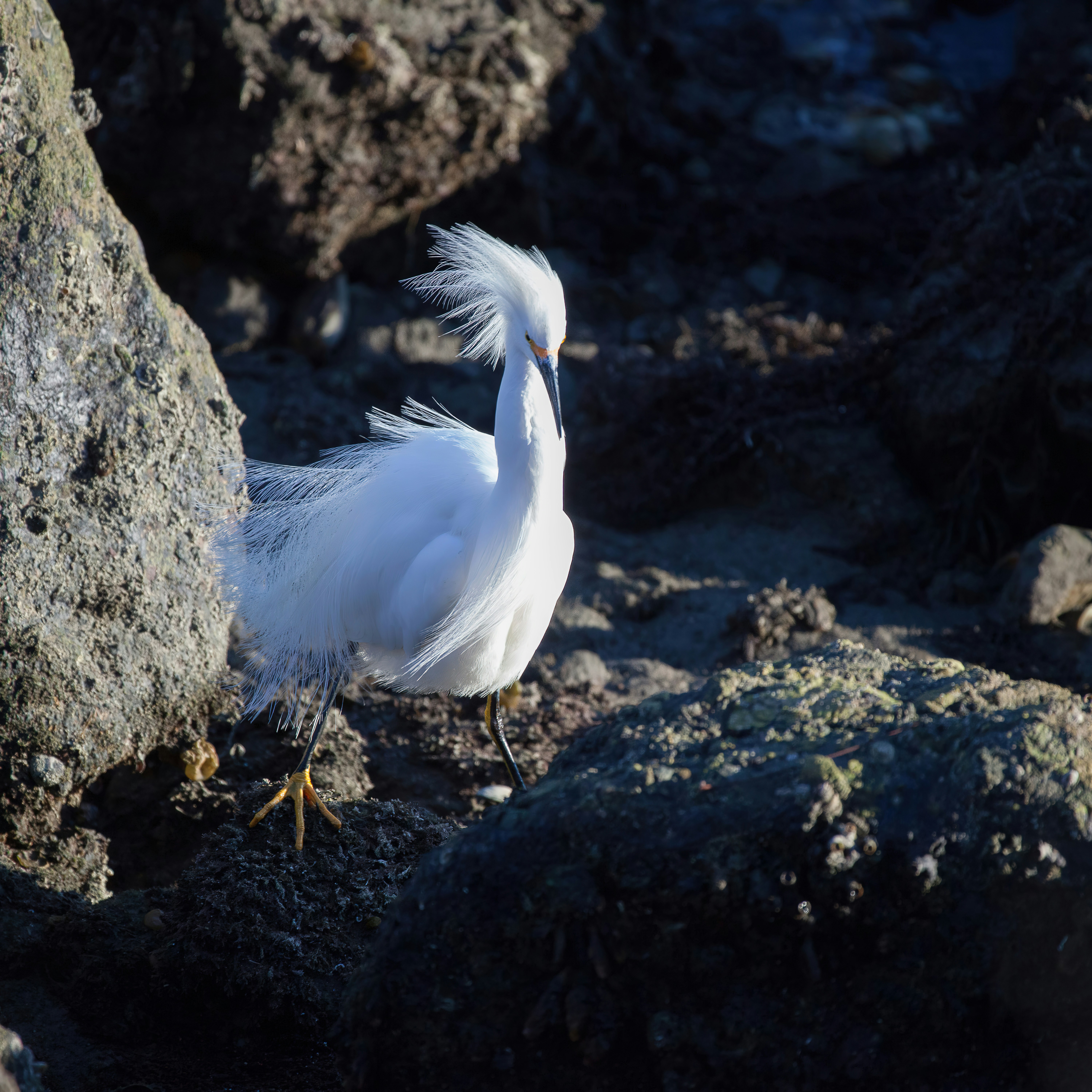 A while bird with wild plumage | a white bird is standing on some rocks