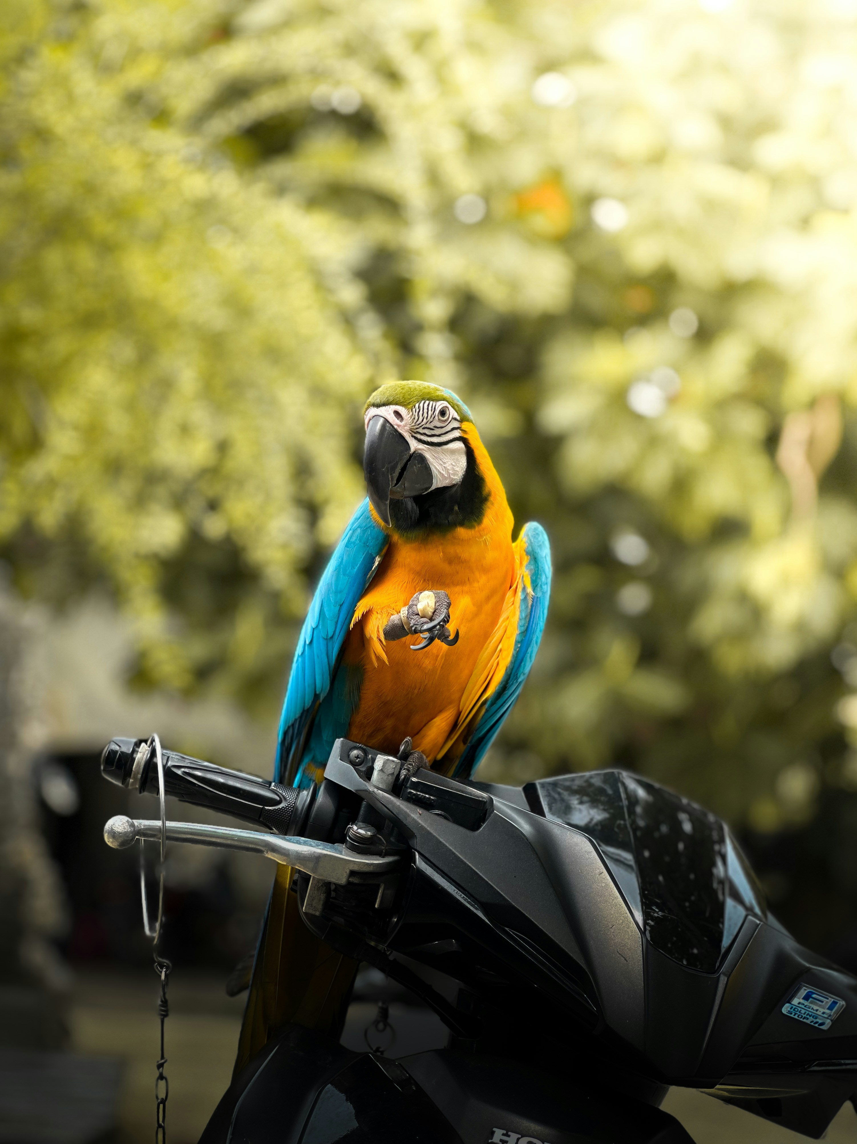 A colorful parrot sitting on the handle bars of a motorcycle photo ...